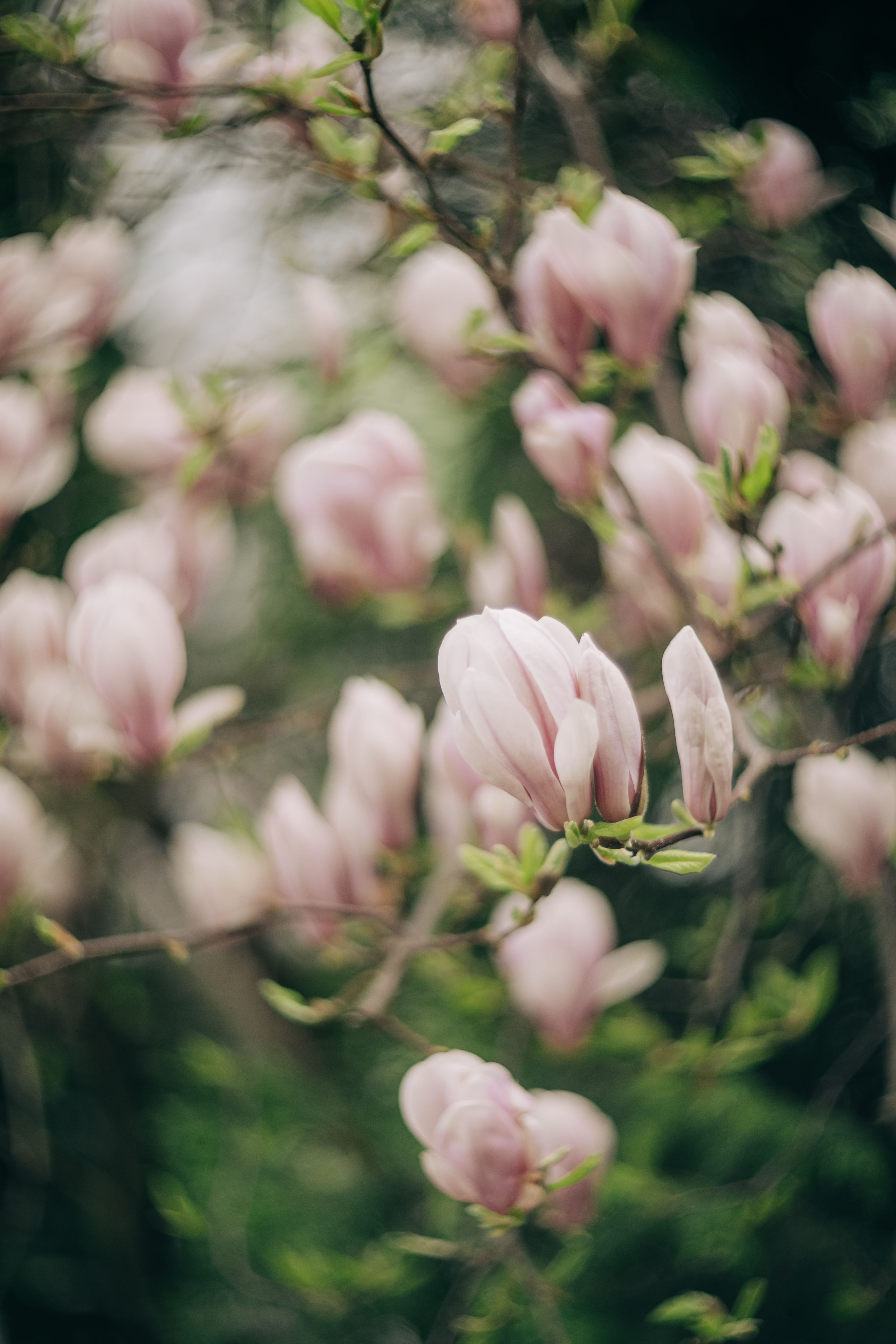 Close-up of Magnolia Petals · Free Stock Photo
