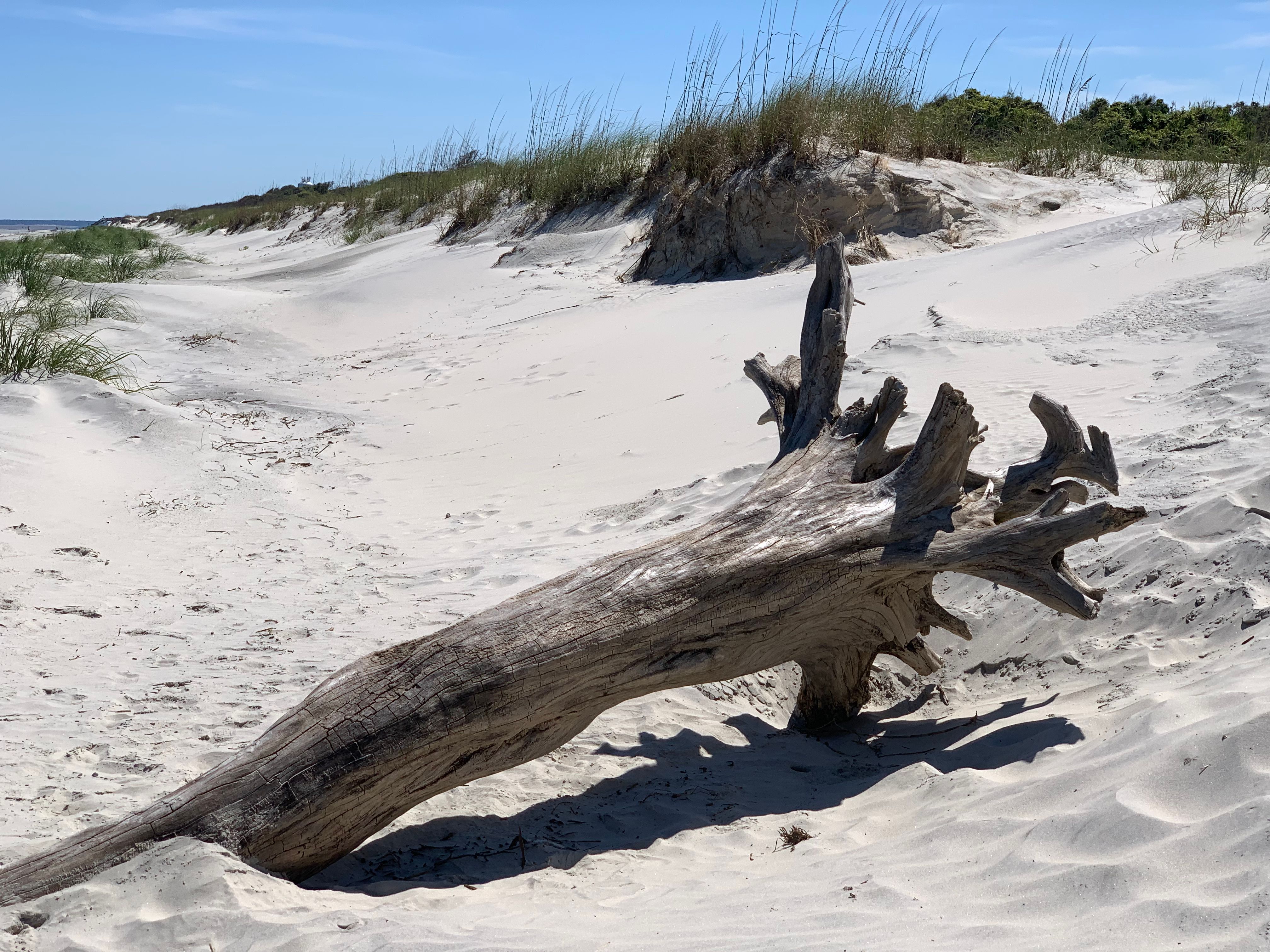 Withered Tree Trunk on Beach · Free Stock Photo