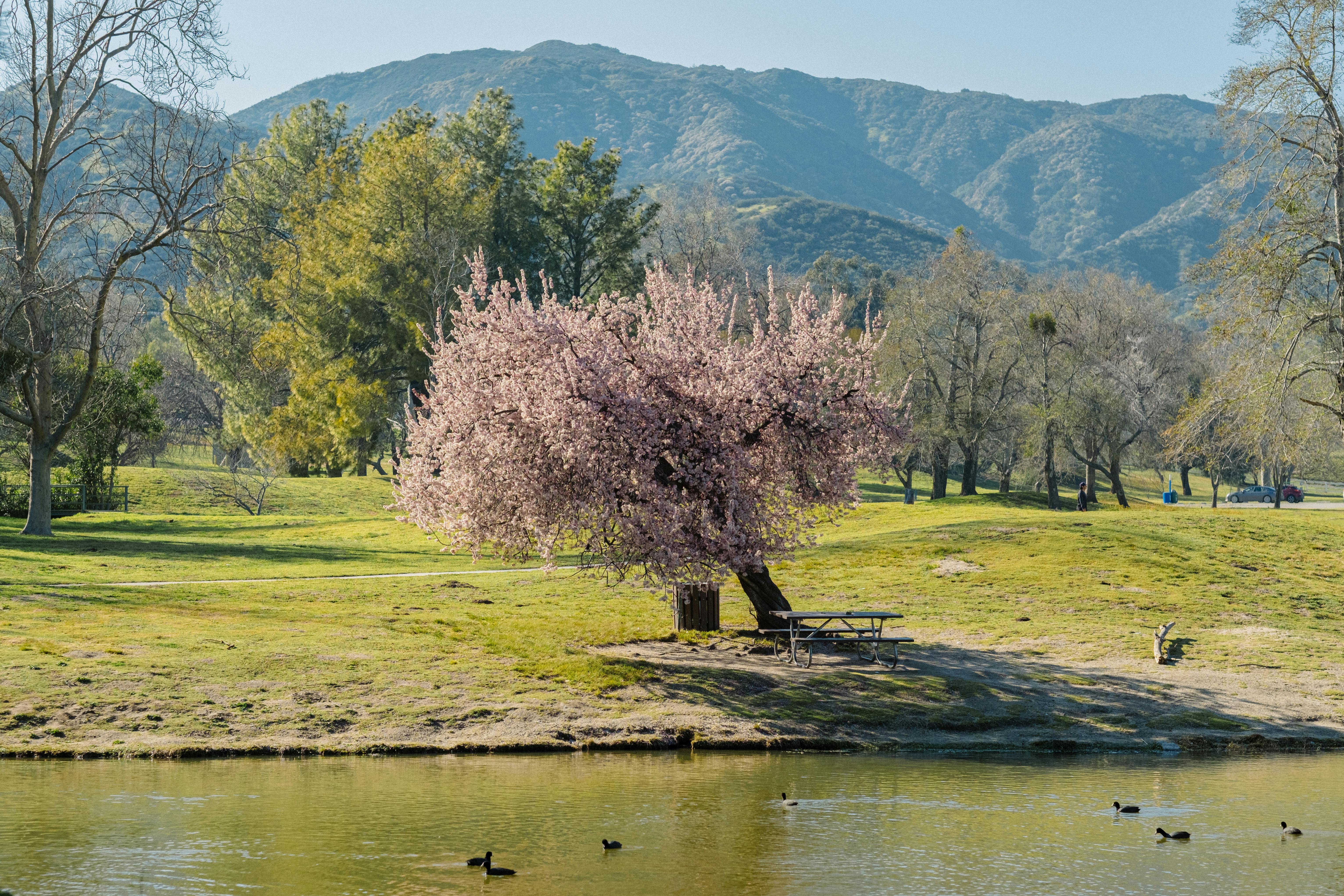Blooming Cherry Blossom by the Lake · Free Stock Photo