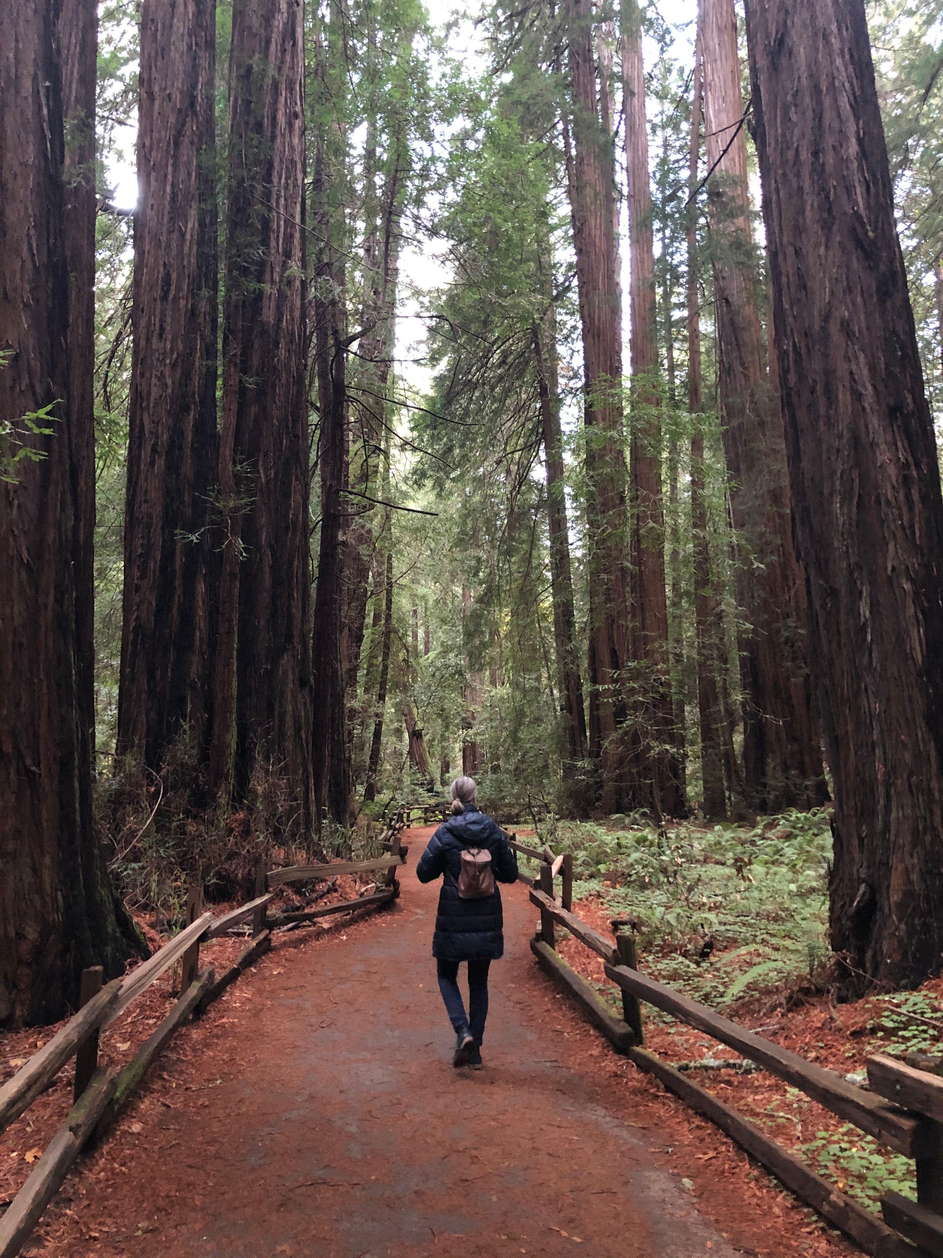 Redwood National Park · Free Stock Photo