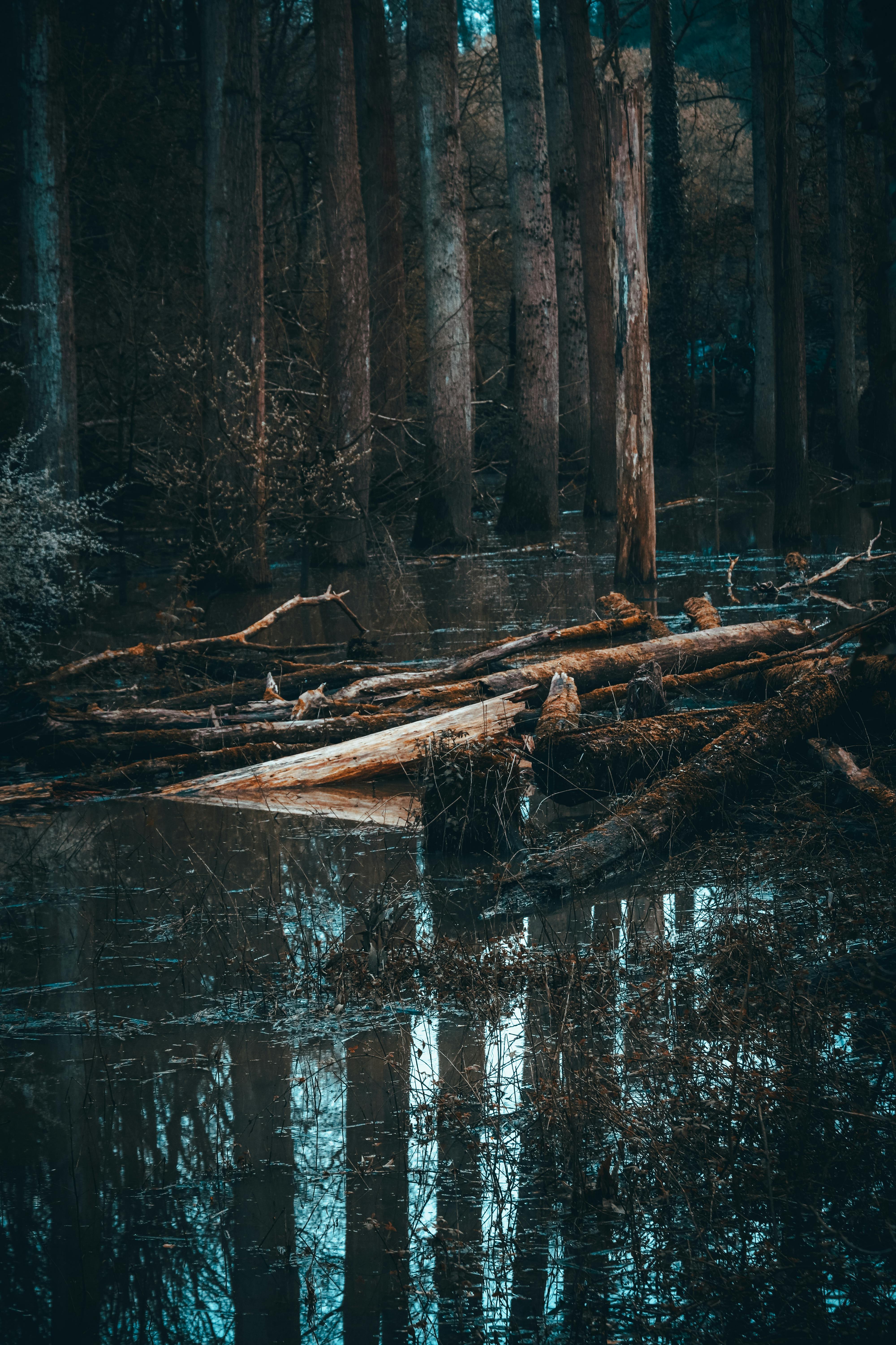 Fallen Tree Lying in Swamp · Free Stock Photo