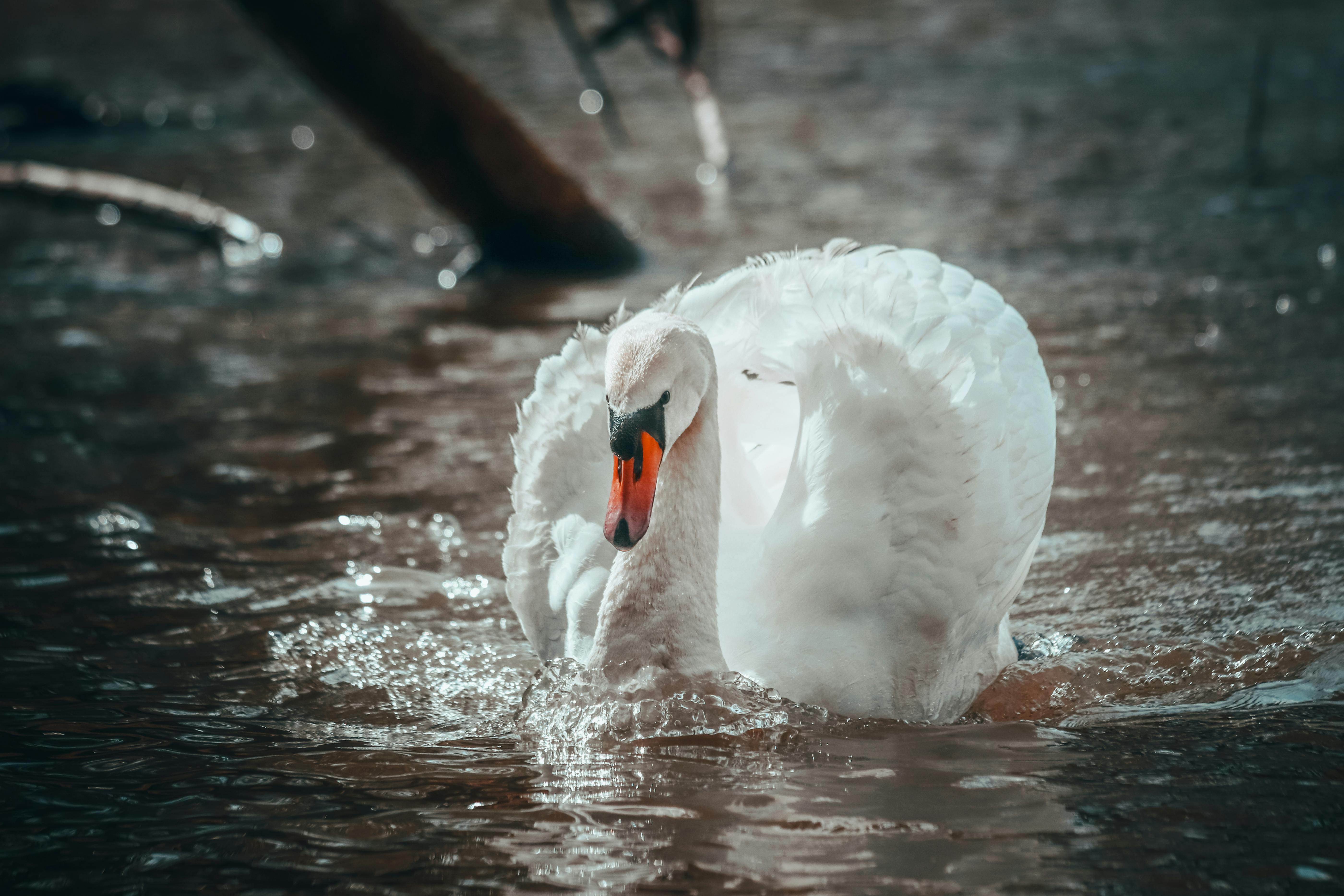 Swan in Water · Free Stock Photo