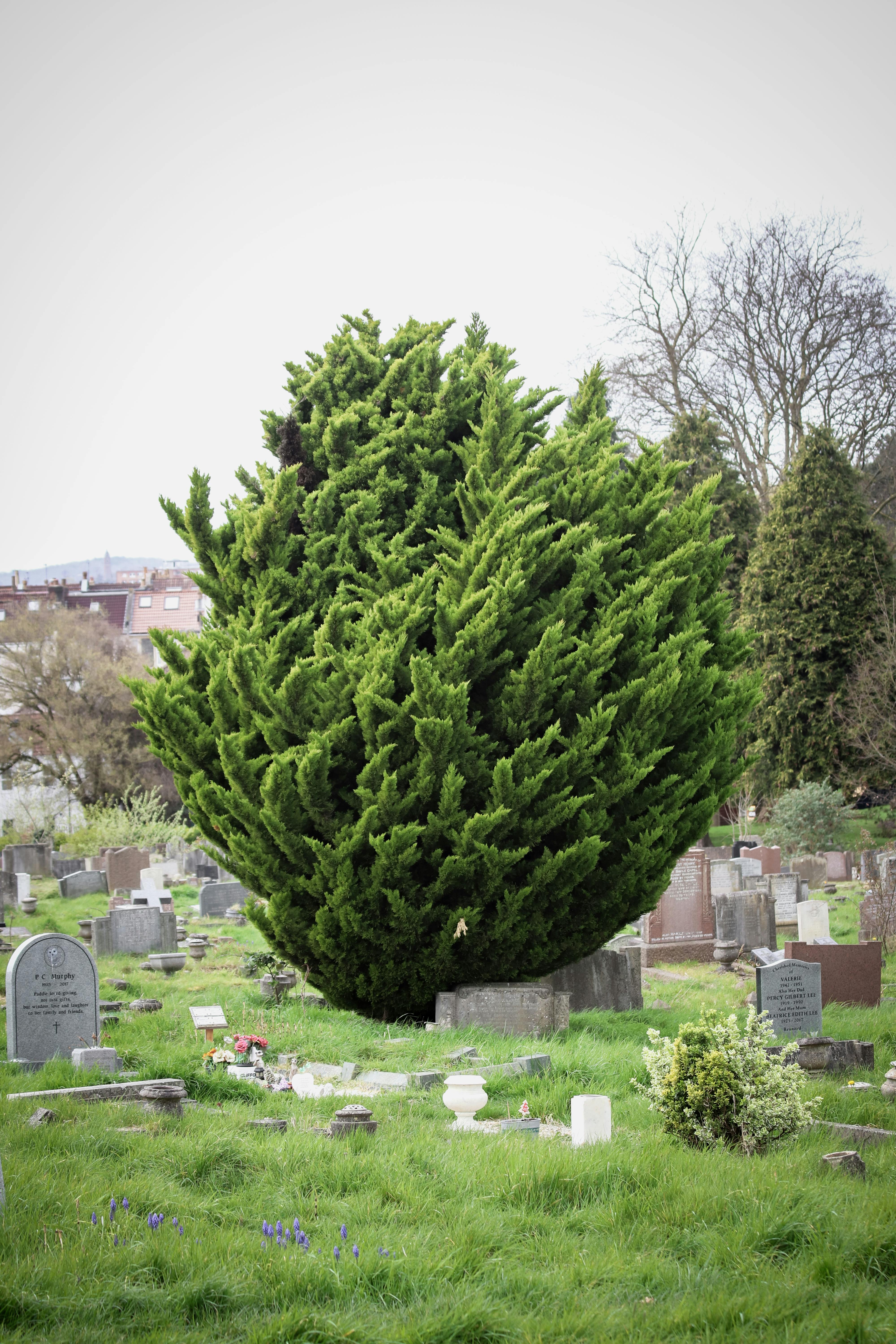 Graves and Trees in Cemetery · Free Stock Photo