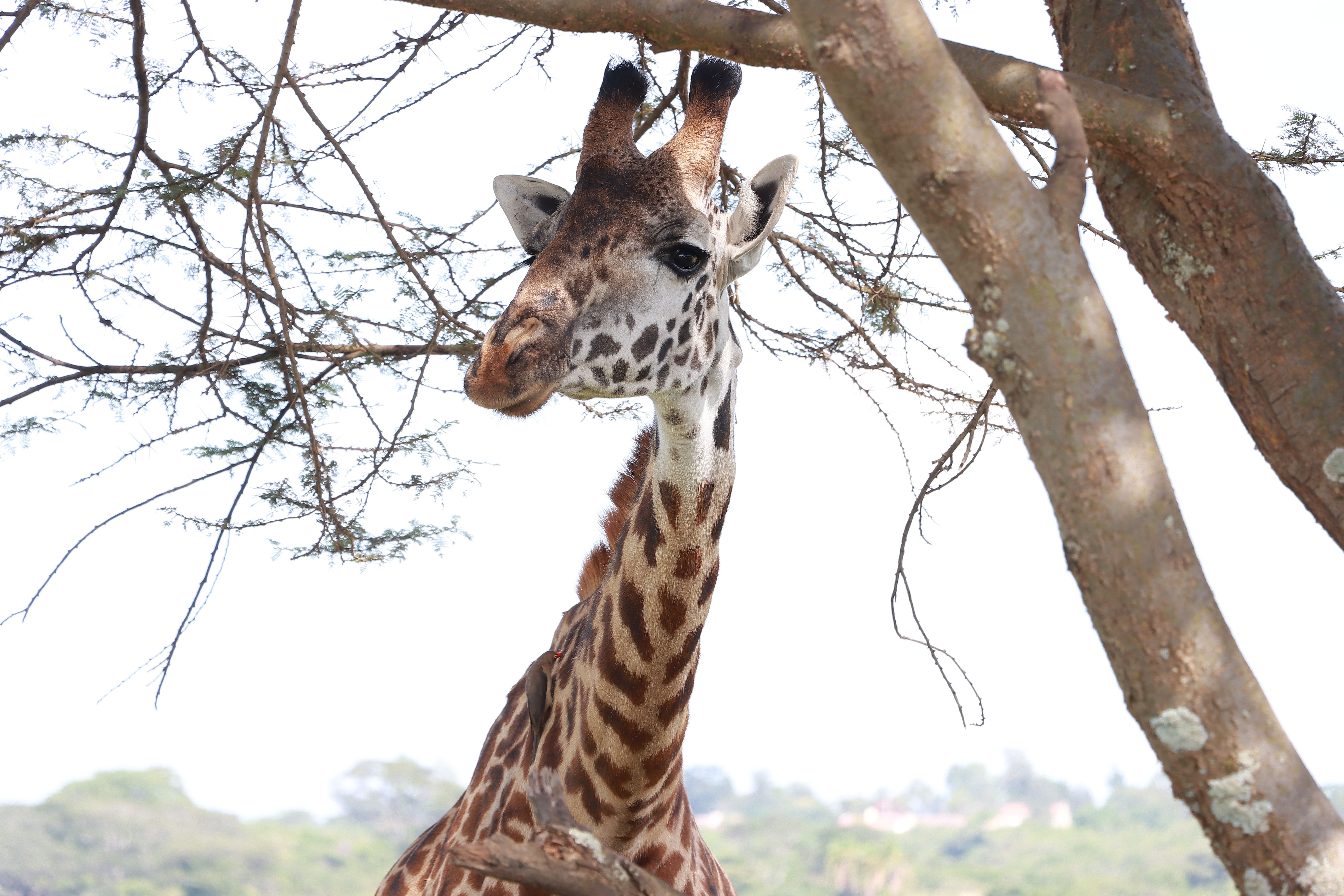 Person Feeding Giraffe · Free Stock Photo