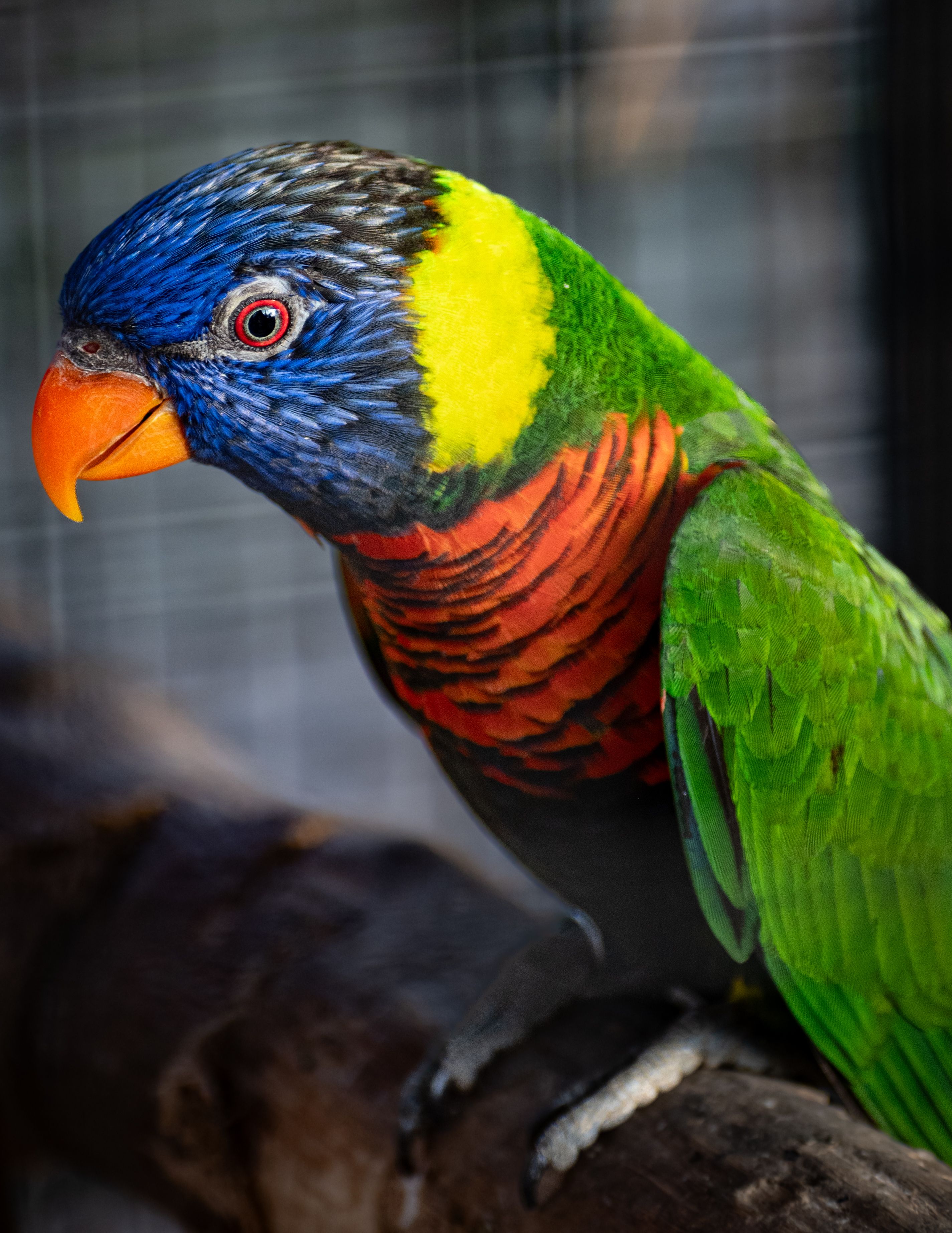 Close-up Photography of Rainbow Lorikeet · Free Stock Photo