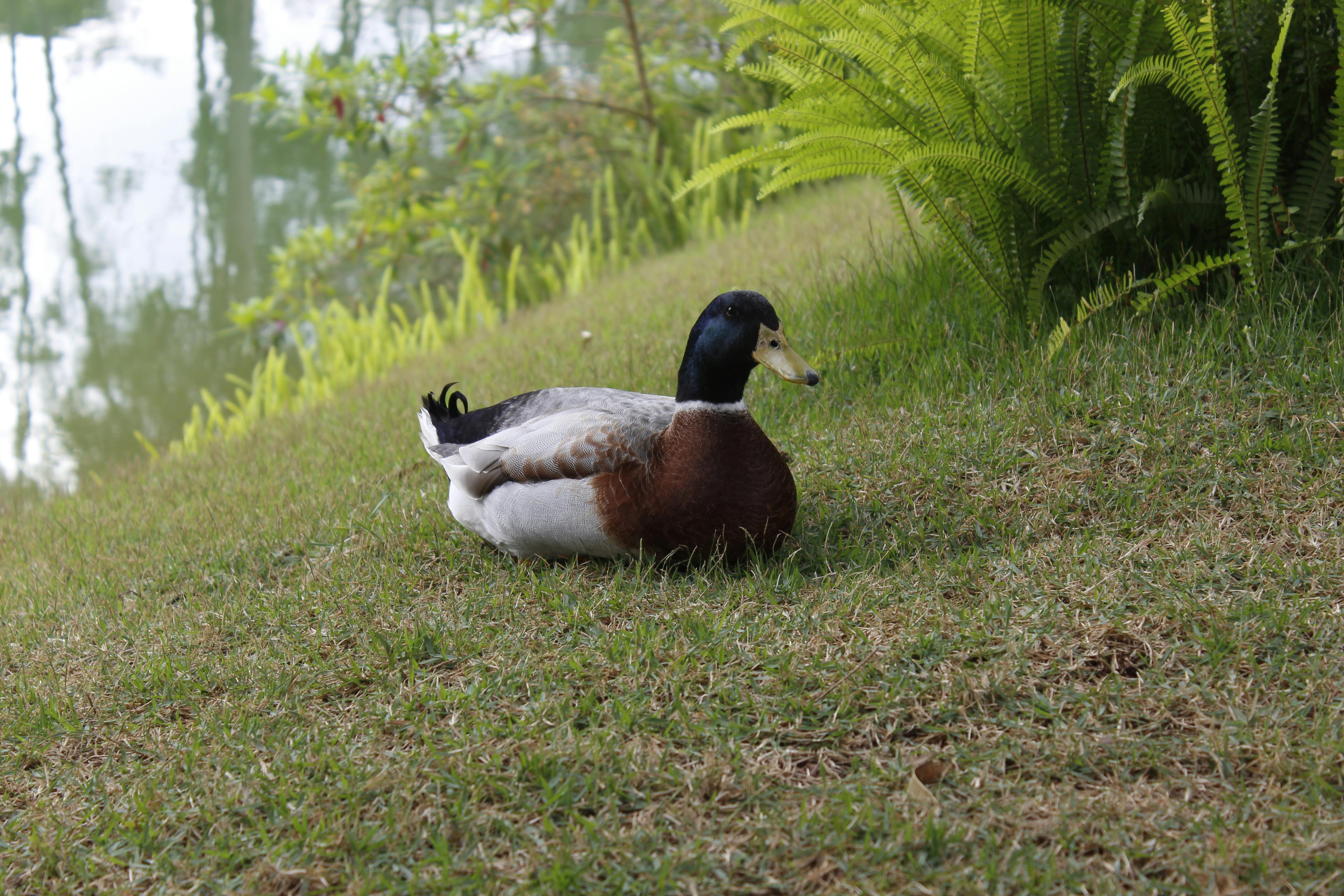 Hidden Duck Photos, Download The BEST Free Hidden Duck Stock Photos ...