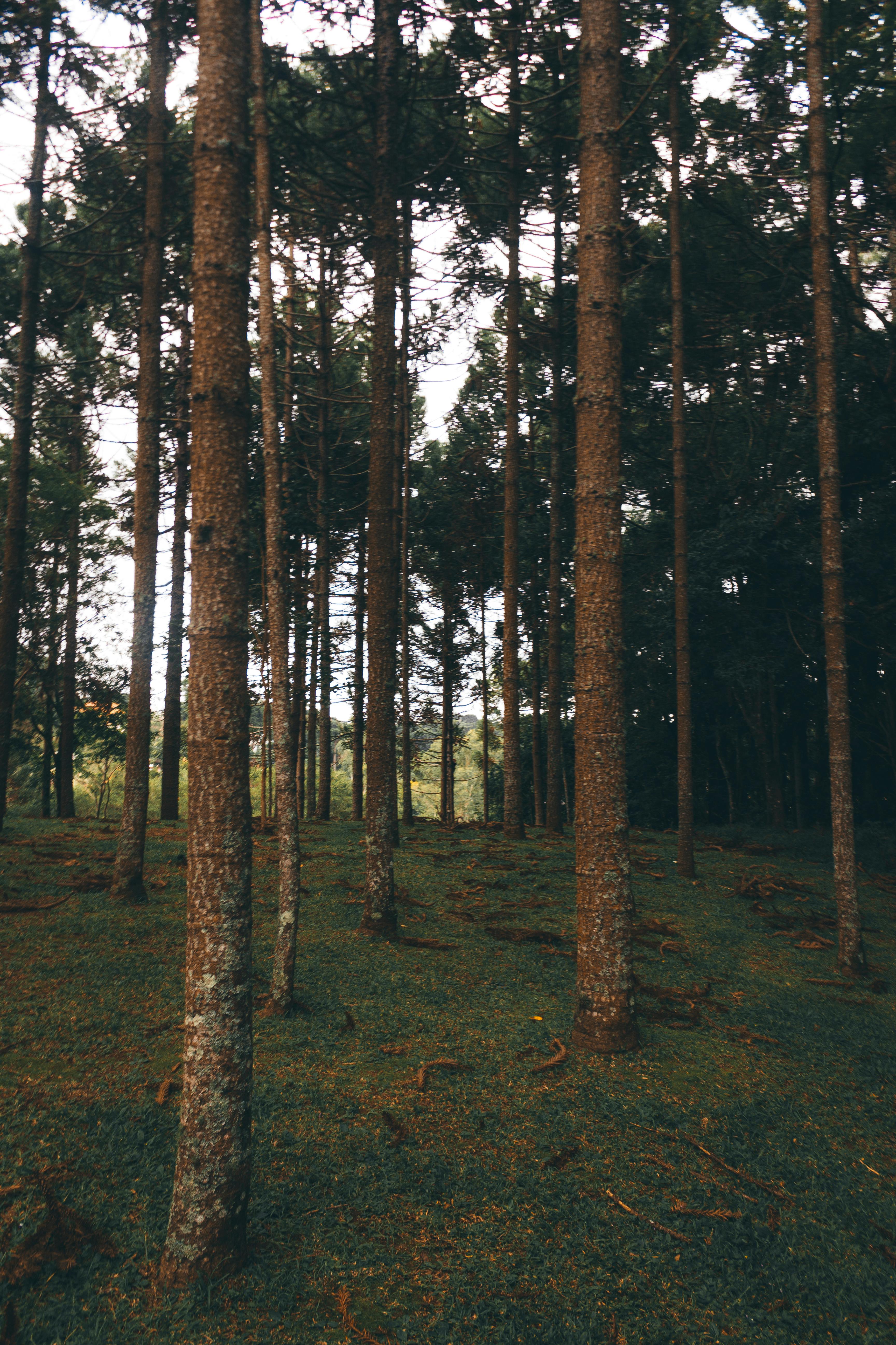 Bird's Eye Photography Of Pine Trees · Free Stock Photo