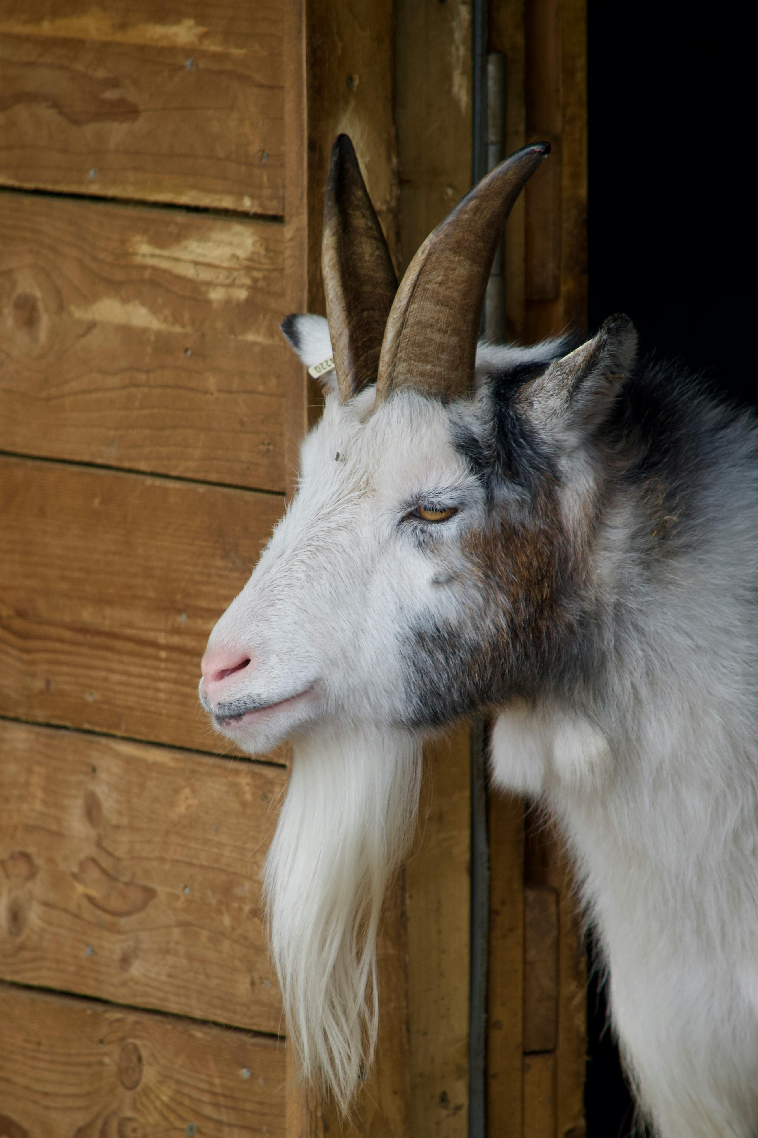 Portrait of White Goat · Free Stock Photo