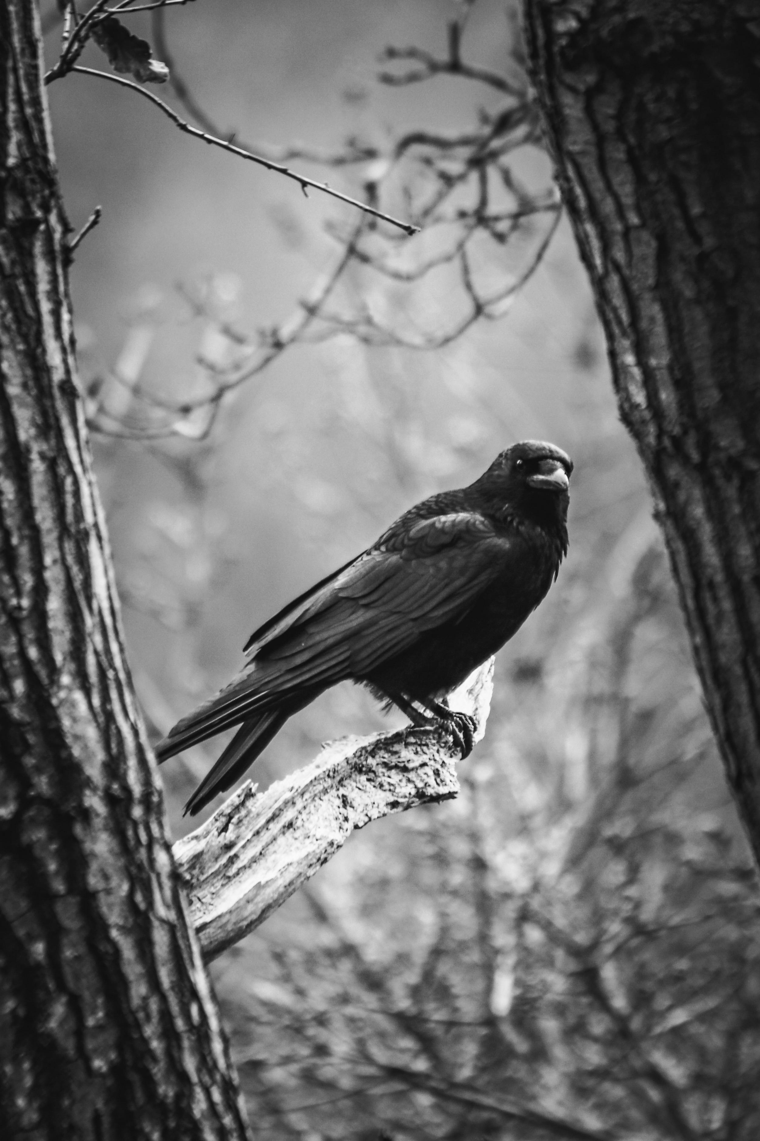 Portrait of a Raven Perching on a Branch · Free Stock Photo