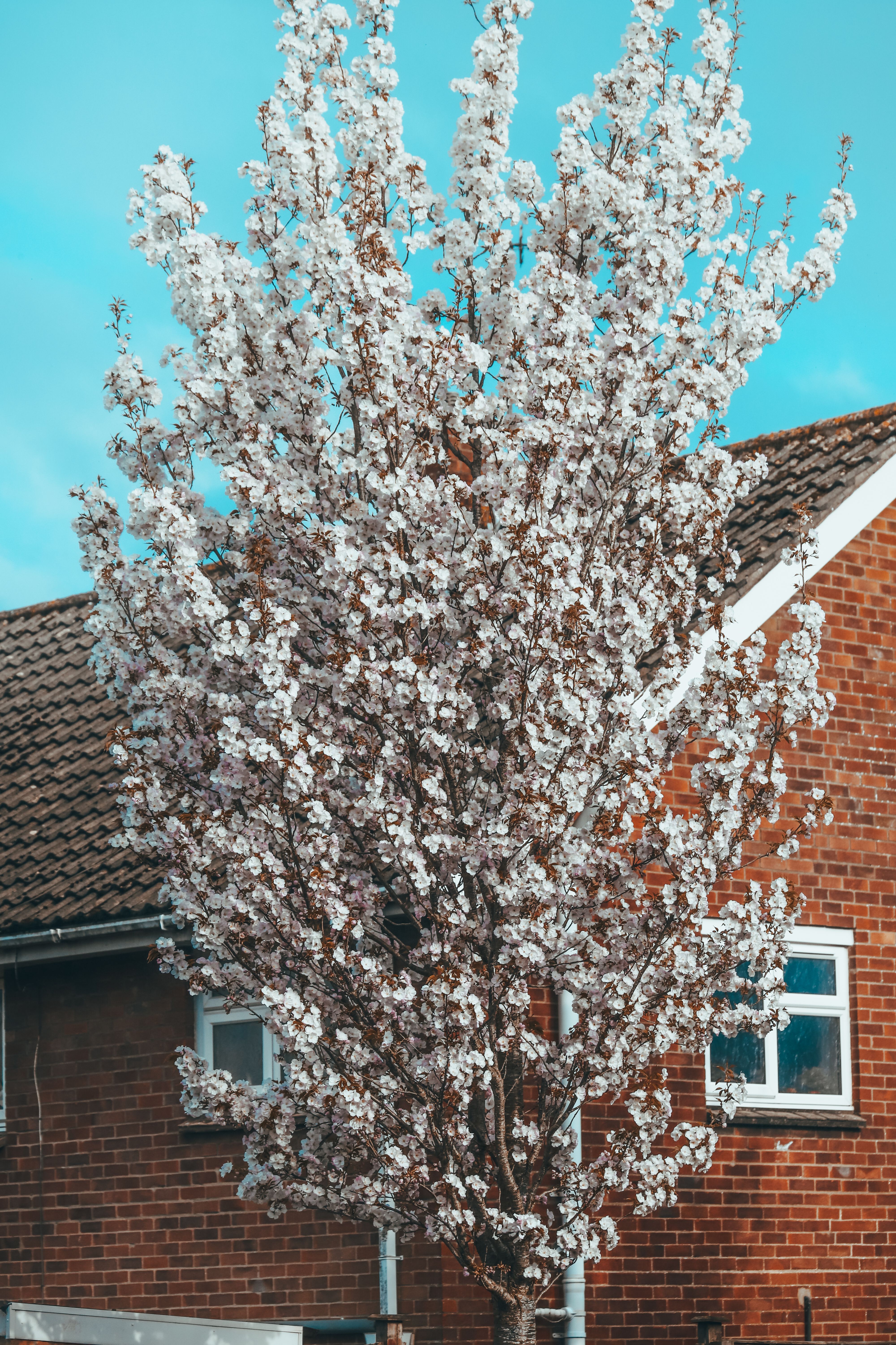 Cherry Tree in Spring near House · Free Stock Photo