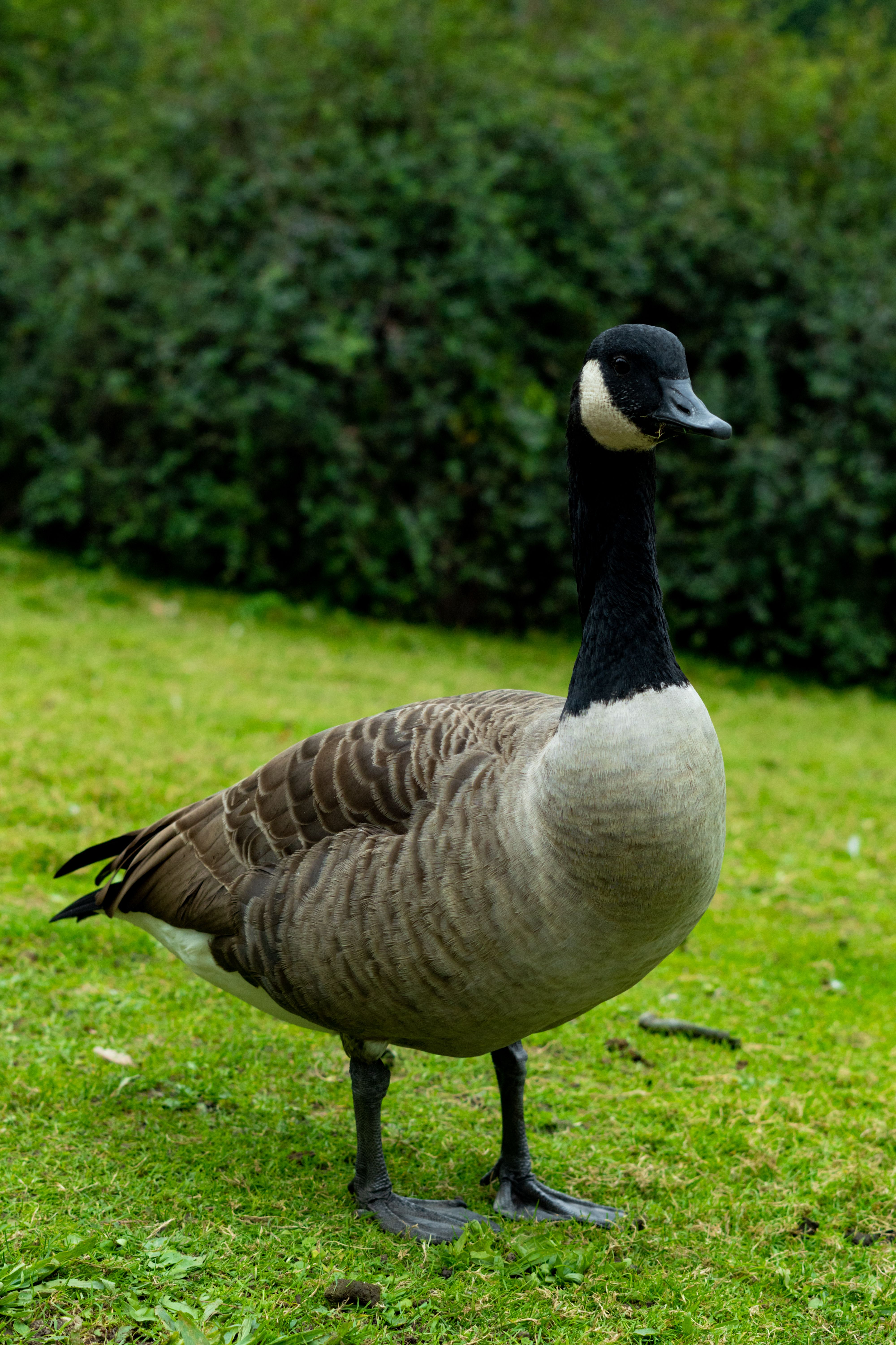 Portrait of a Canada Goose Standing on Grass · Free Stock Photo