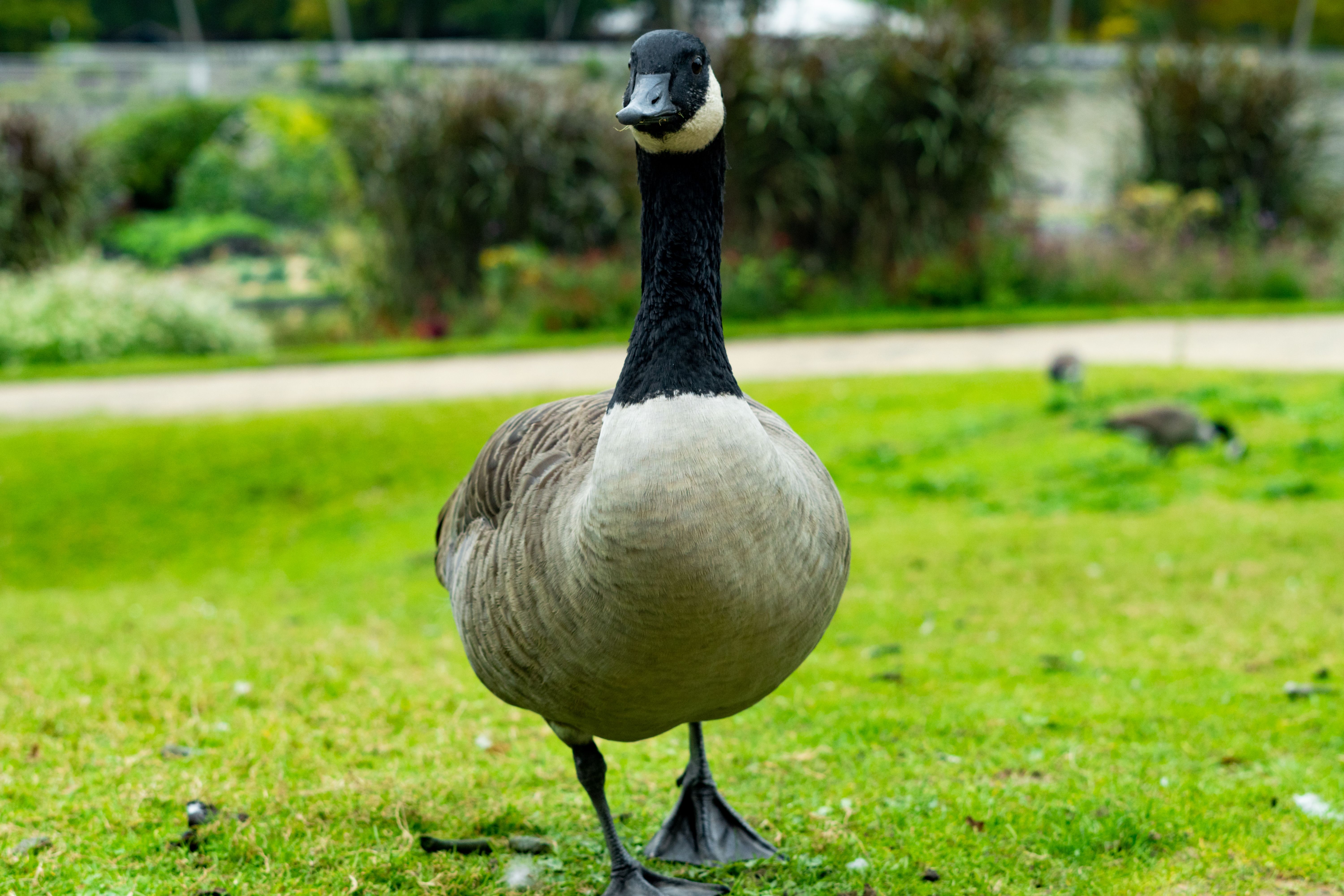 Portrait of a Canada Goose Standing on Grass · Free Stock Photo