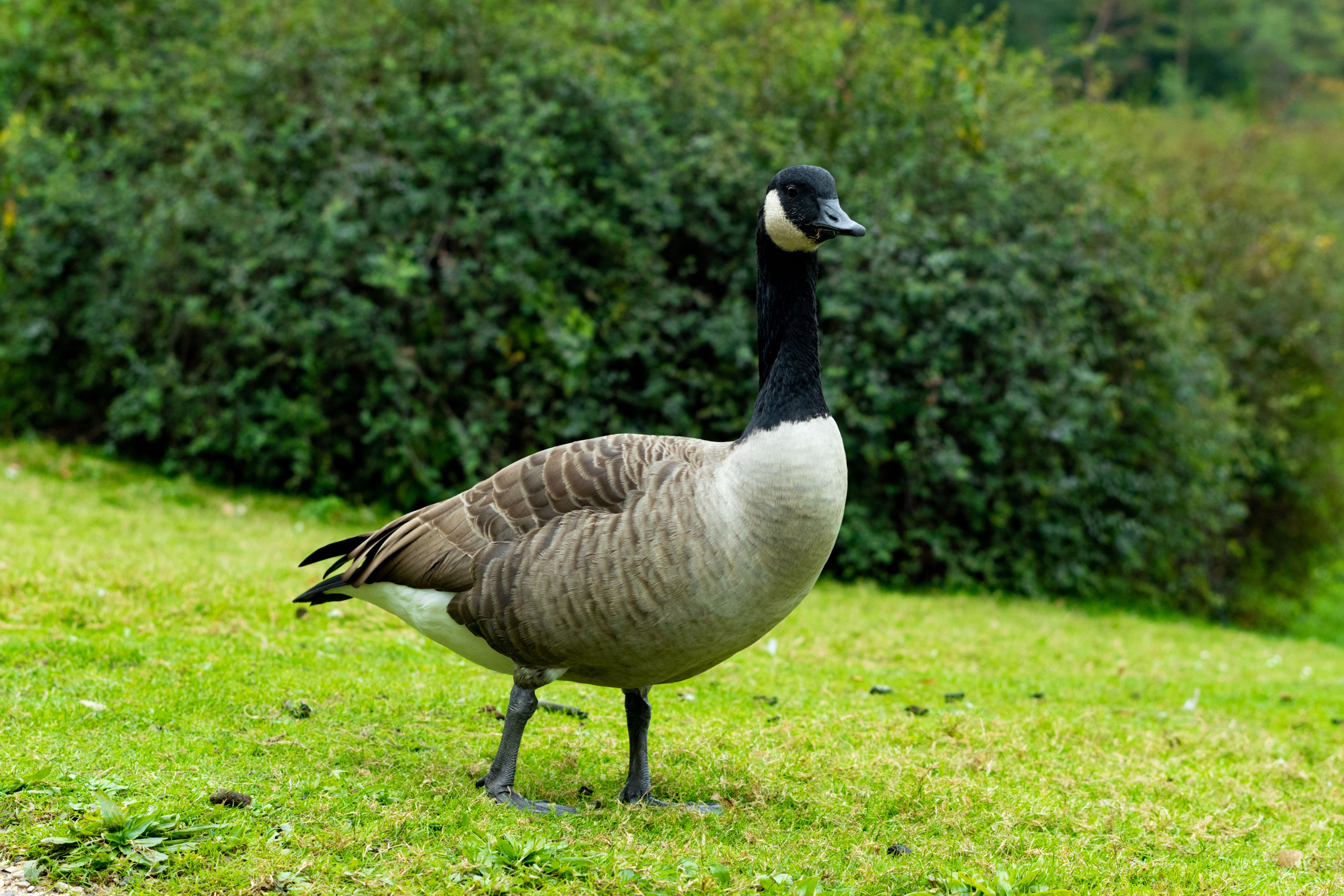 Portrait of a Canada Goose Walking on Grass · Free Stock Photo