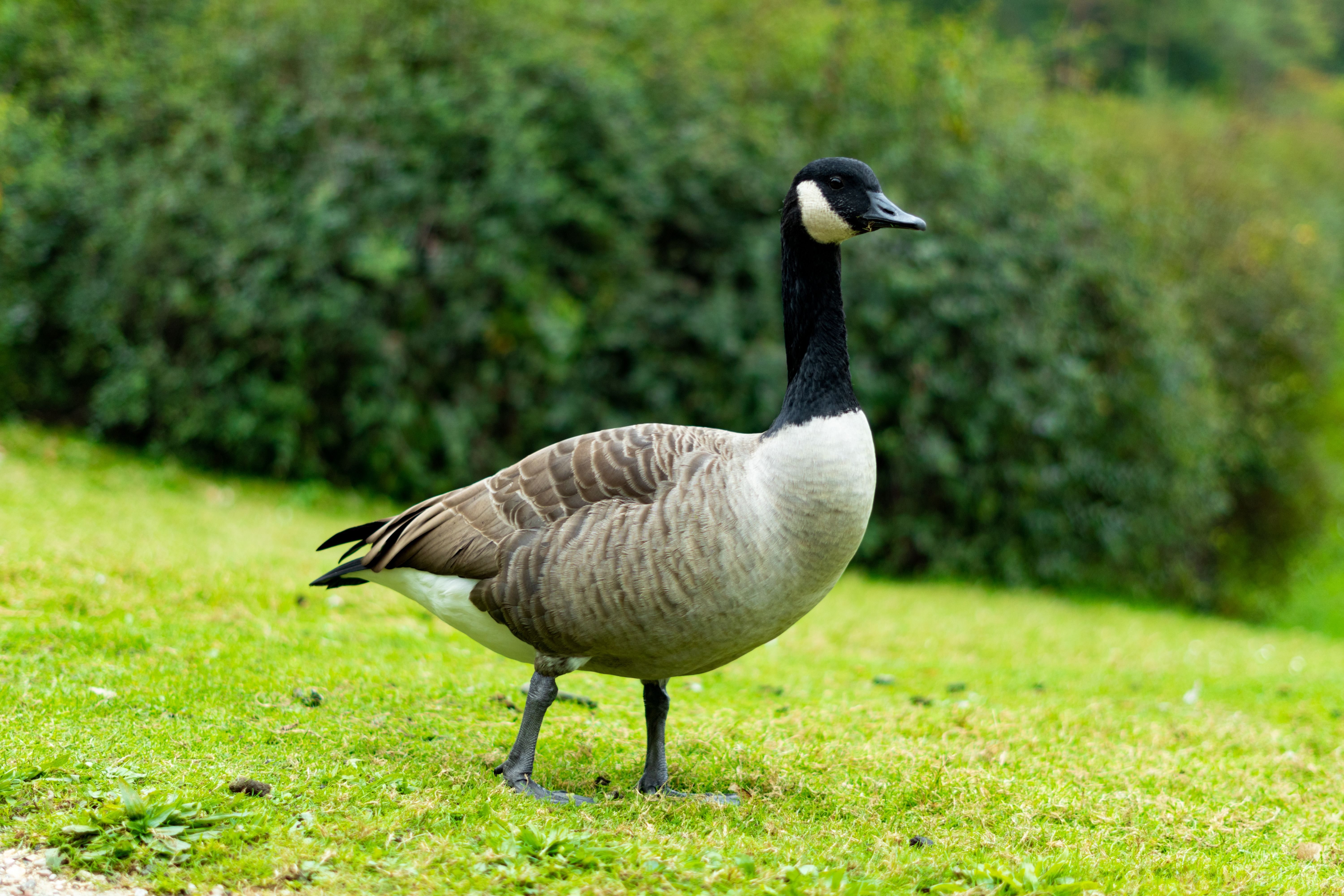Portrait of a Canada Goose Standing on Grass · Free Stock Photo