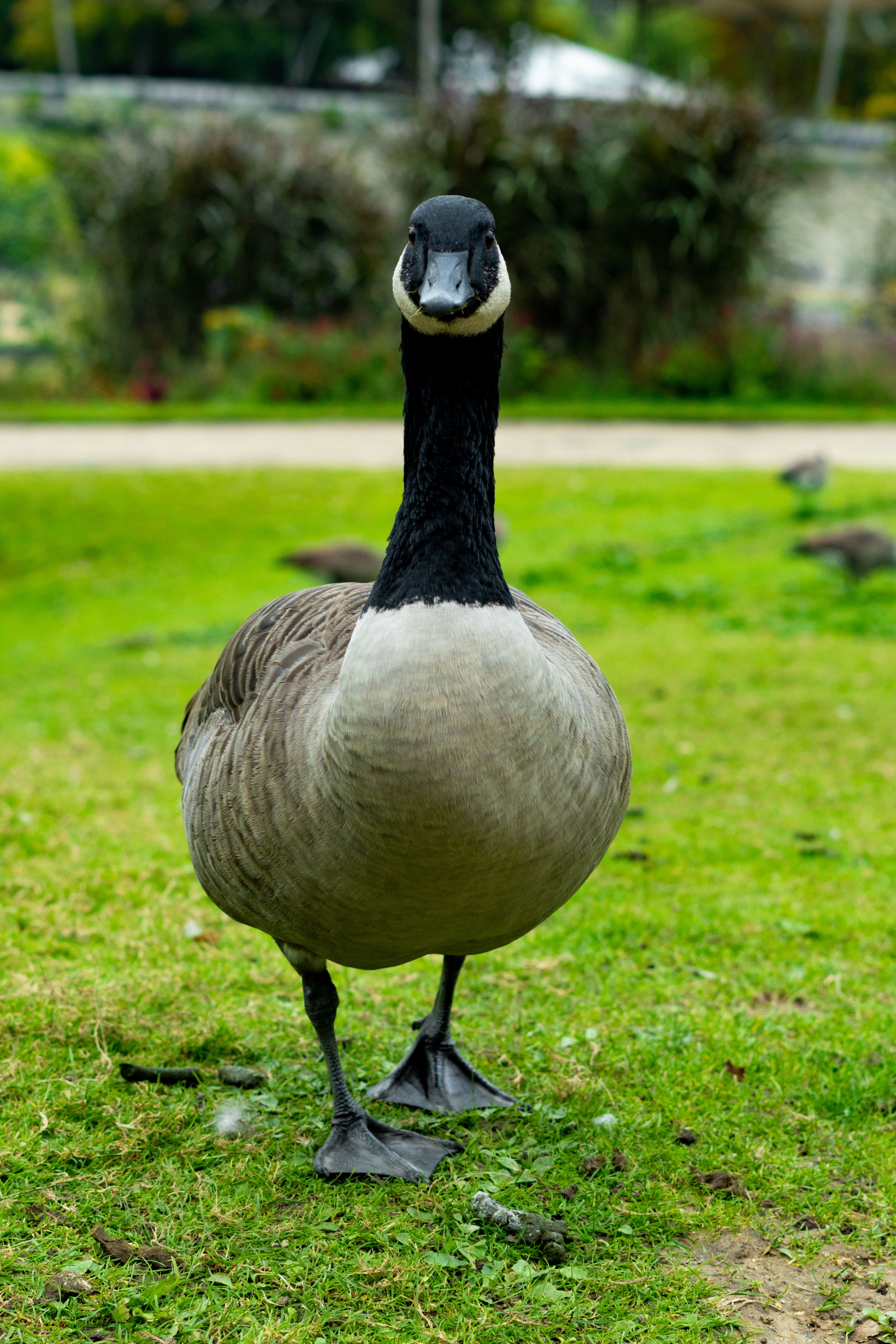 Portrait of a Canada Goose Standing on Grass · Free Stock Photo