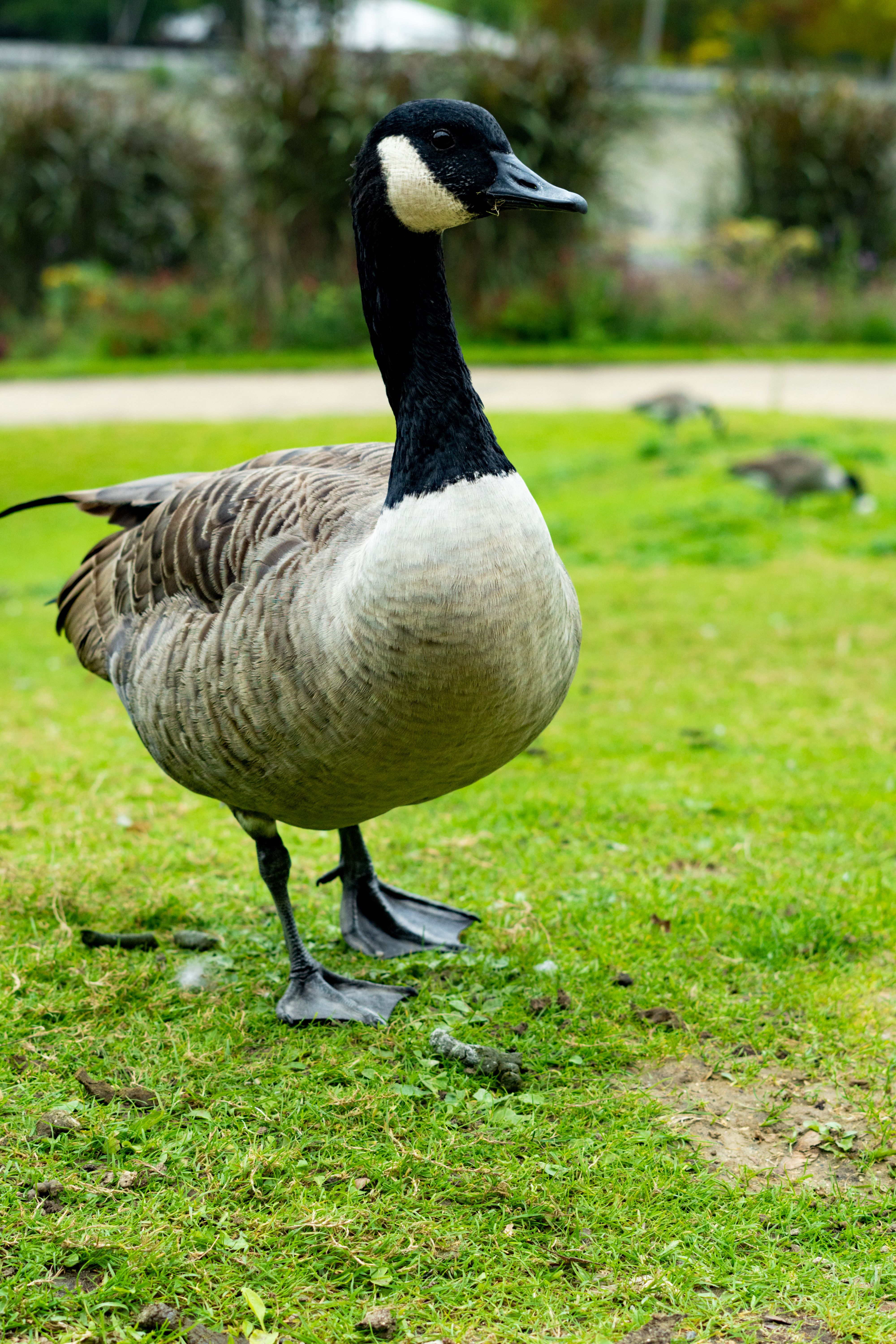 Portrait of a Canada Goose Standing on Grass · Free Stock Photo