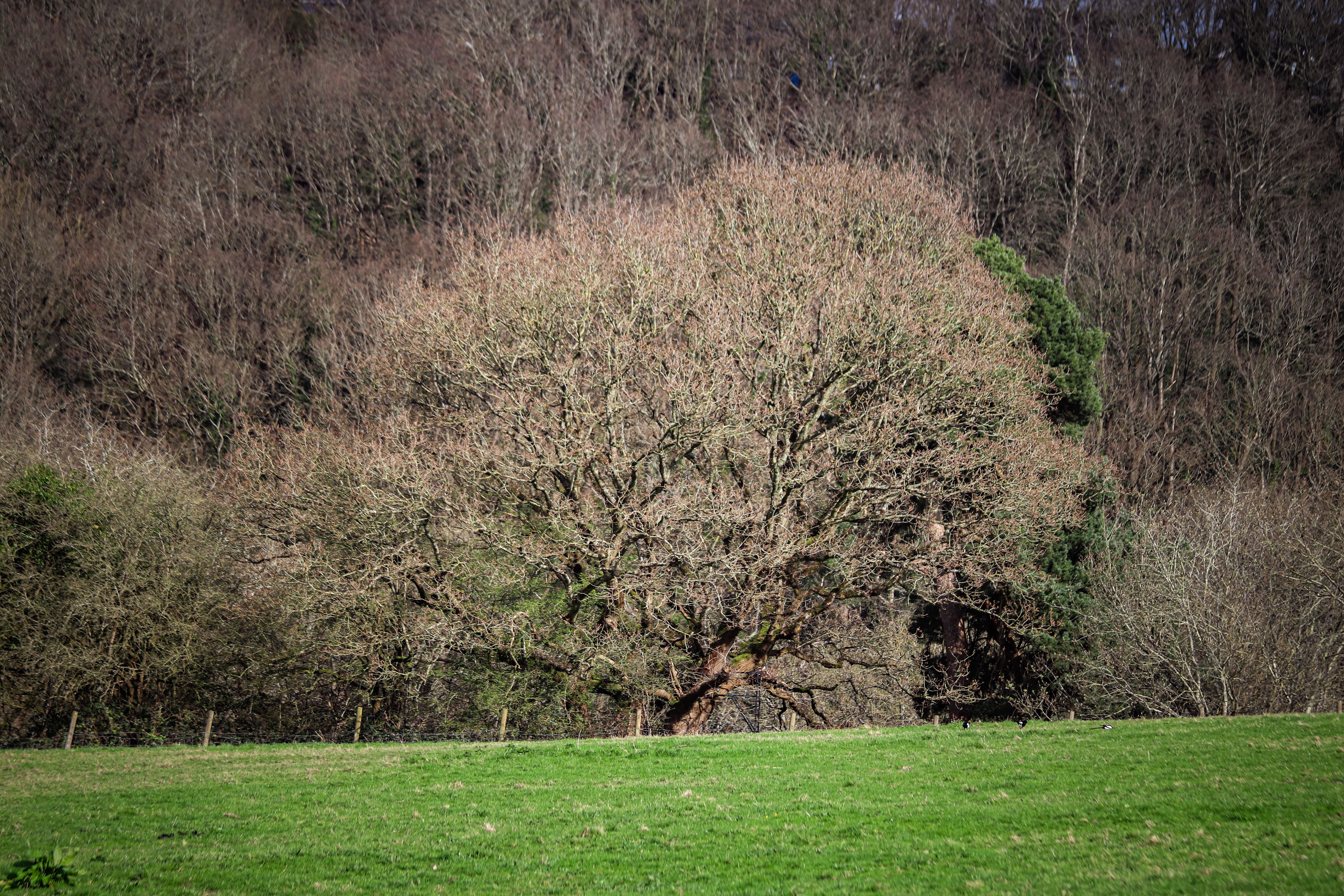 A Tree in the Middle of the Forest · Free Stock Photo