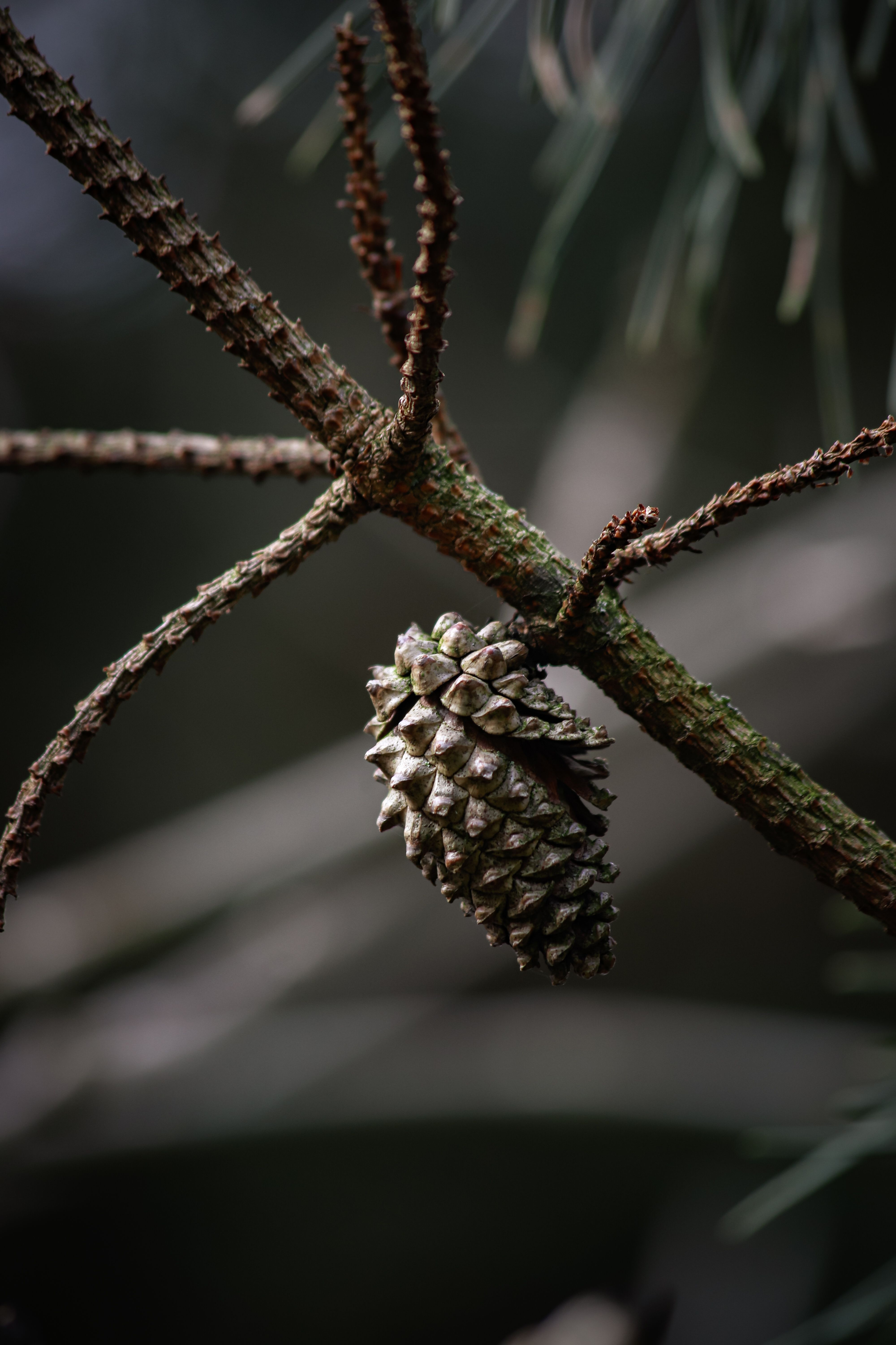 A Close-up of a Small Cone Hanging on a Branch · Free Stock Photo