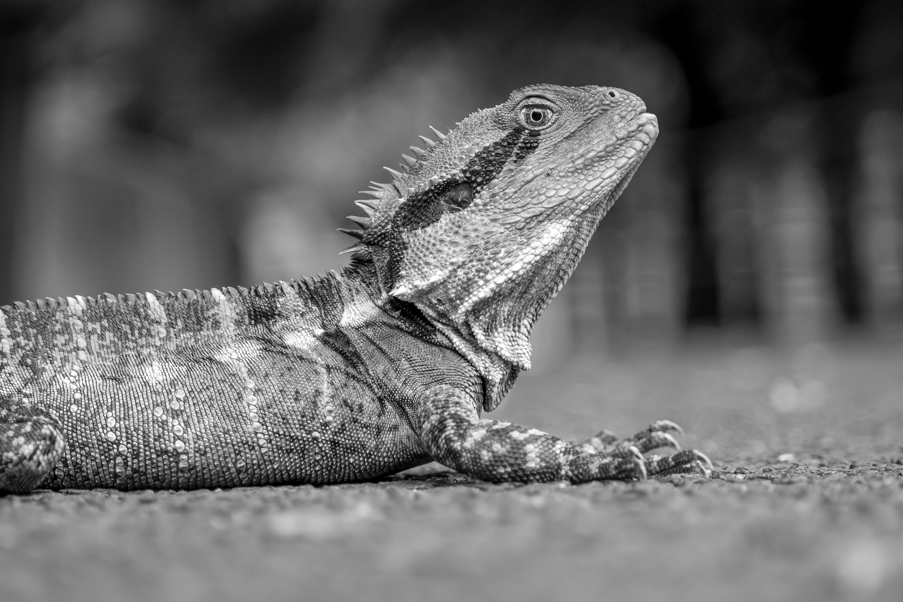 A black and white photo of a lizard · Free Stock Photo