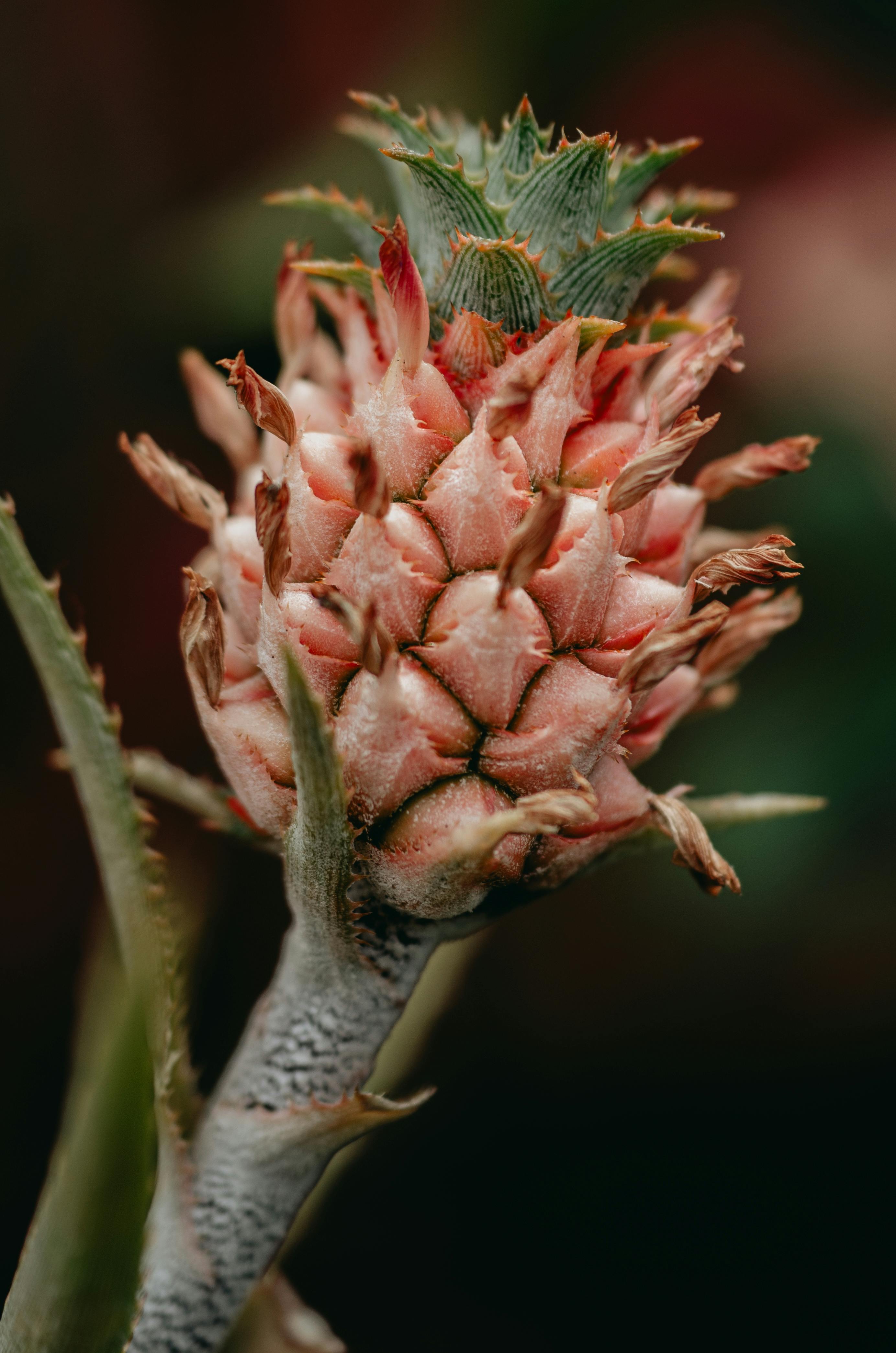 Piña pequeña · Free Stock Photo