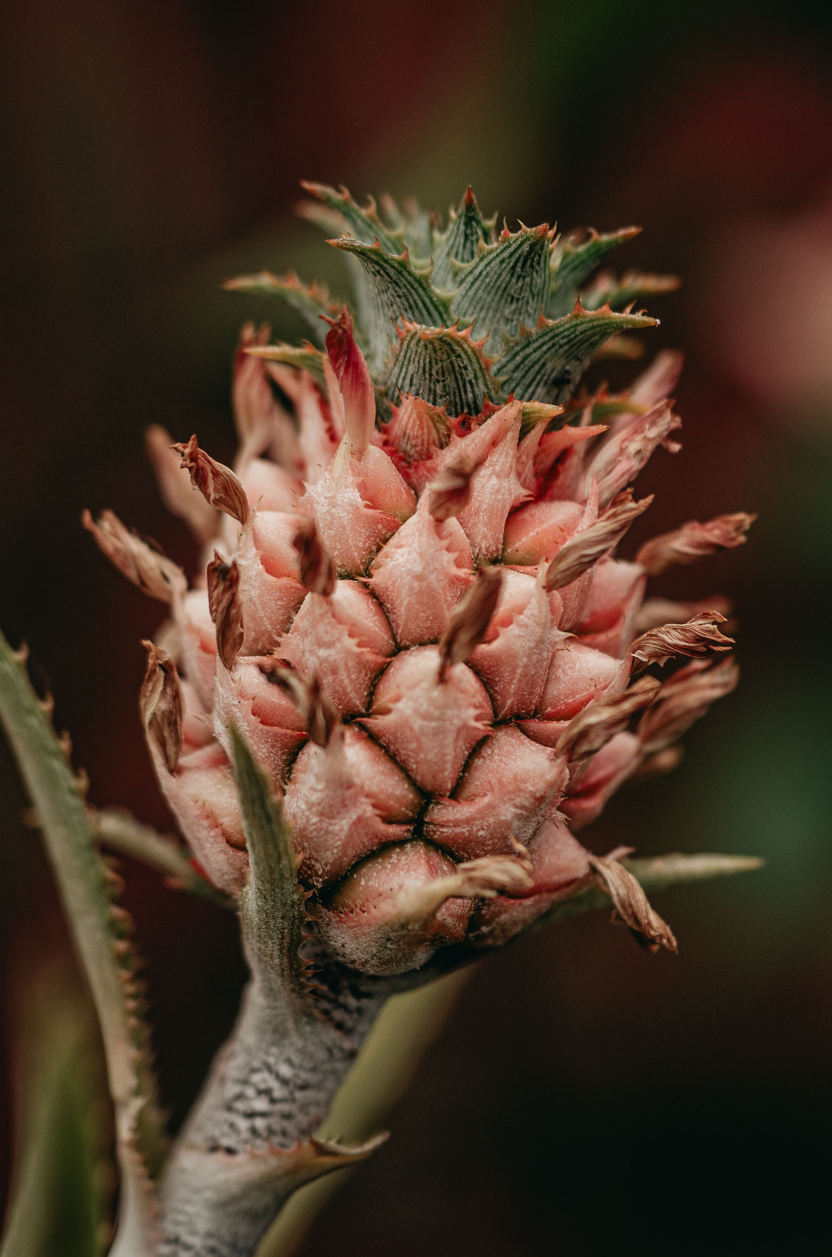 Fruta creciendo · Free Stock Photo