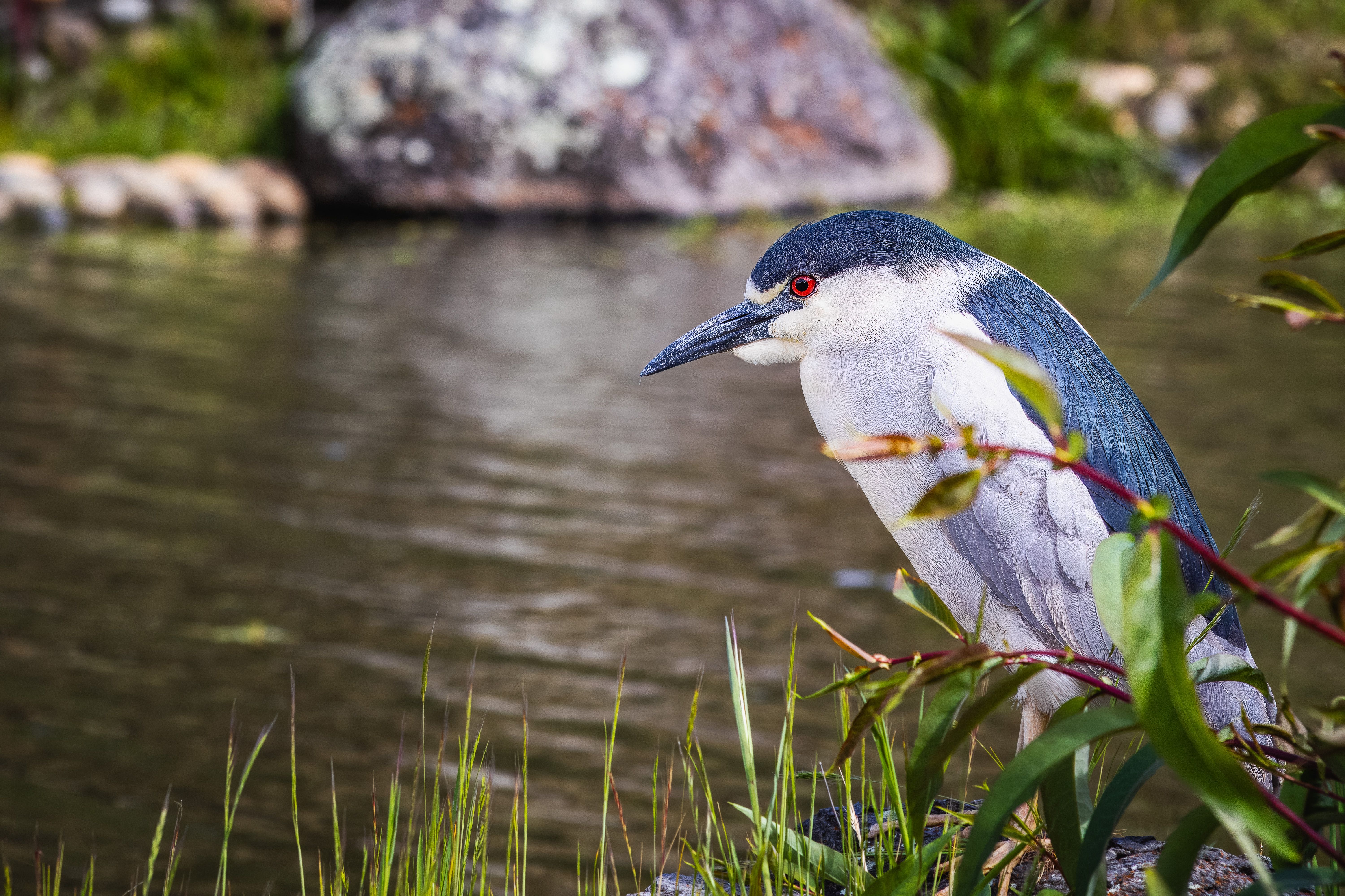 Black Crowned Night Heron Bird on Lakeshore · Free Stock Photo