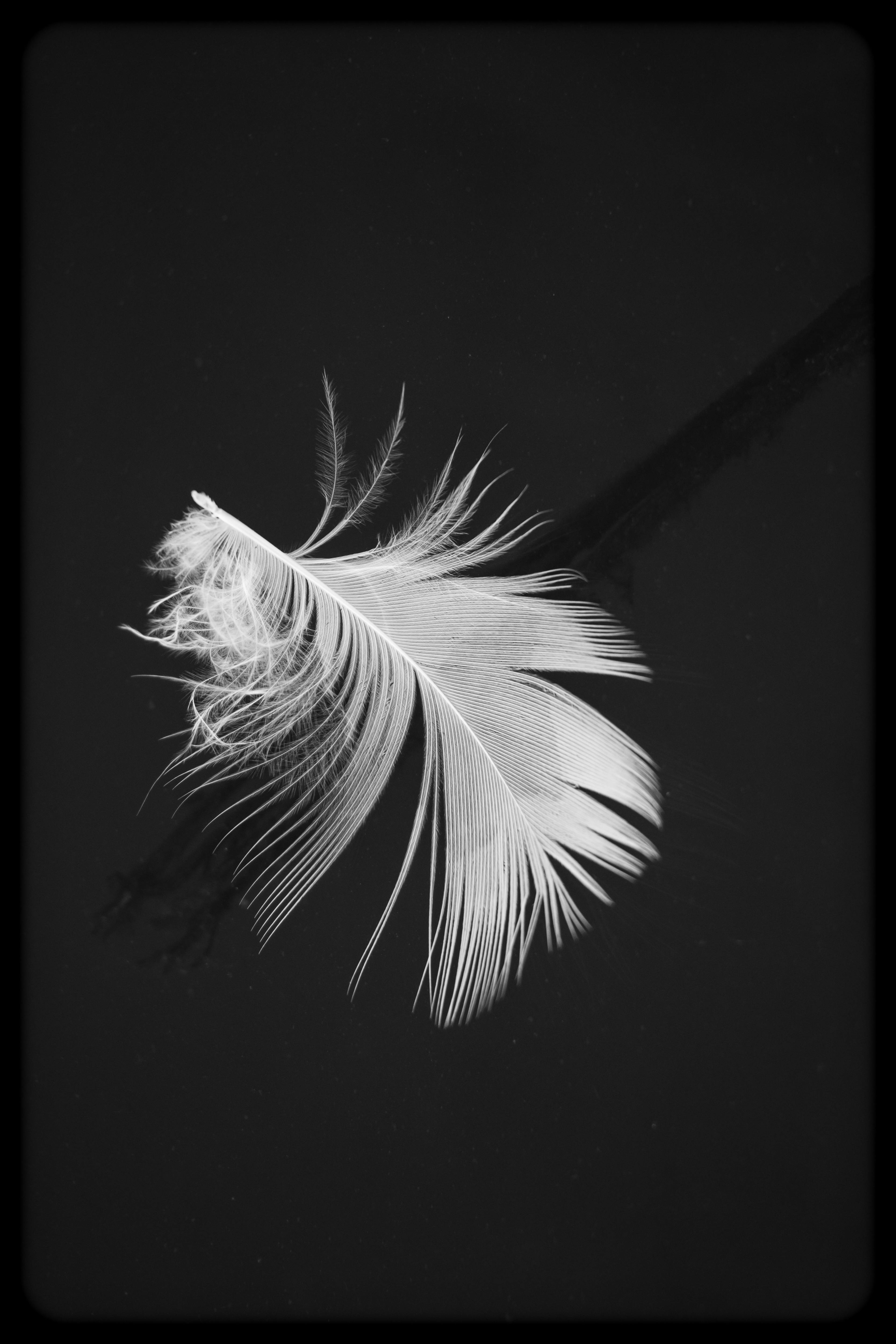Thin Feather in Black and White · Free Stock Photo