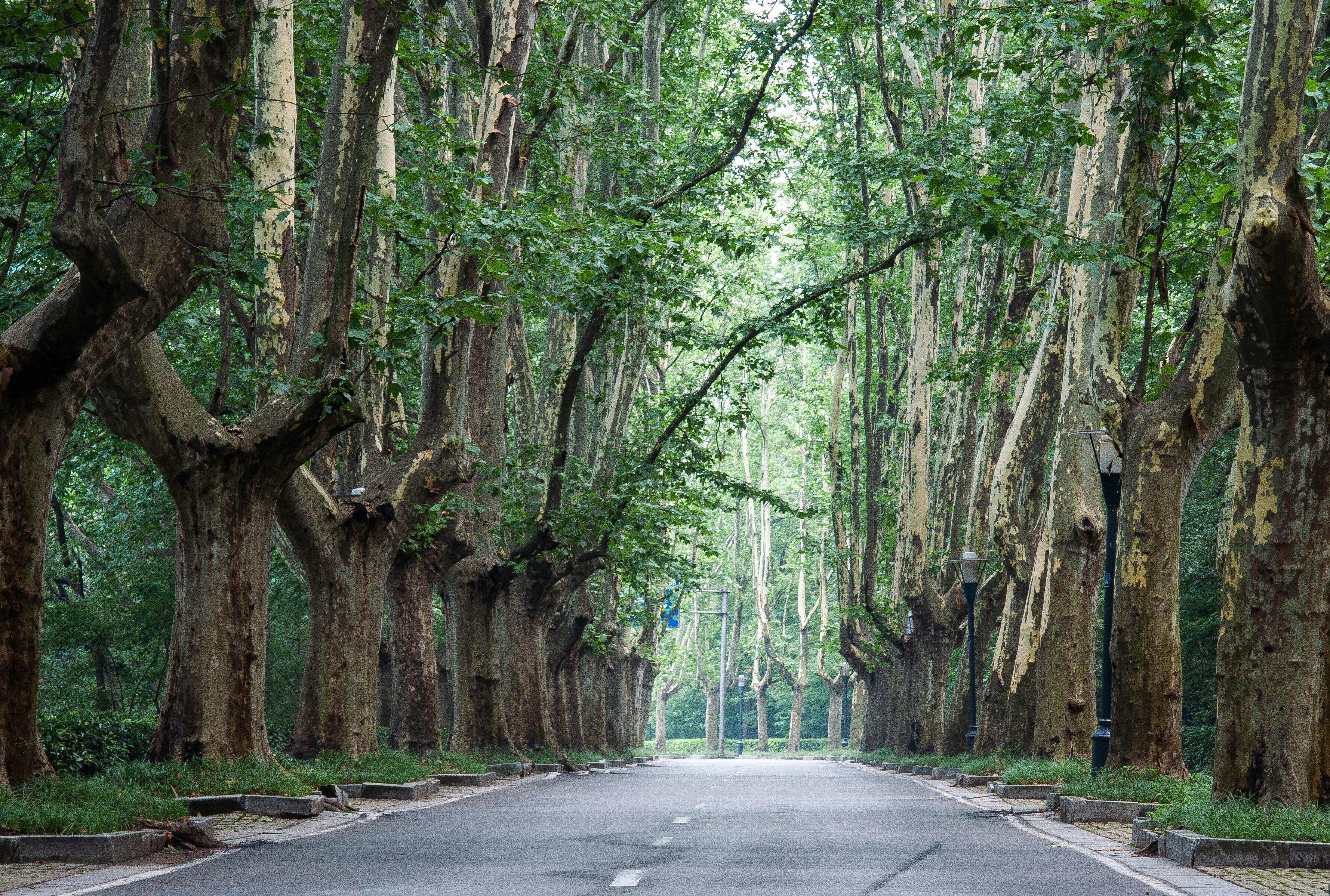 Road in Between Trees · Free Stock Photo