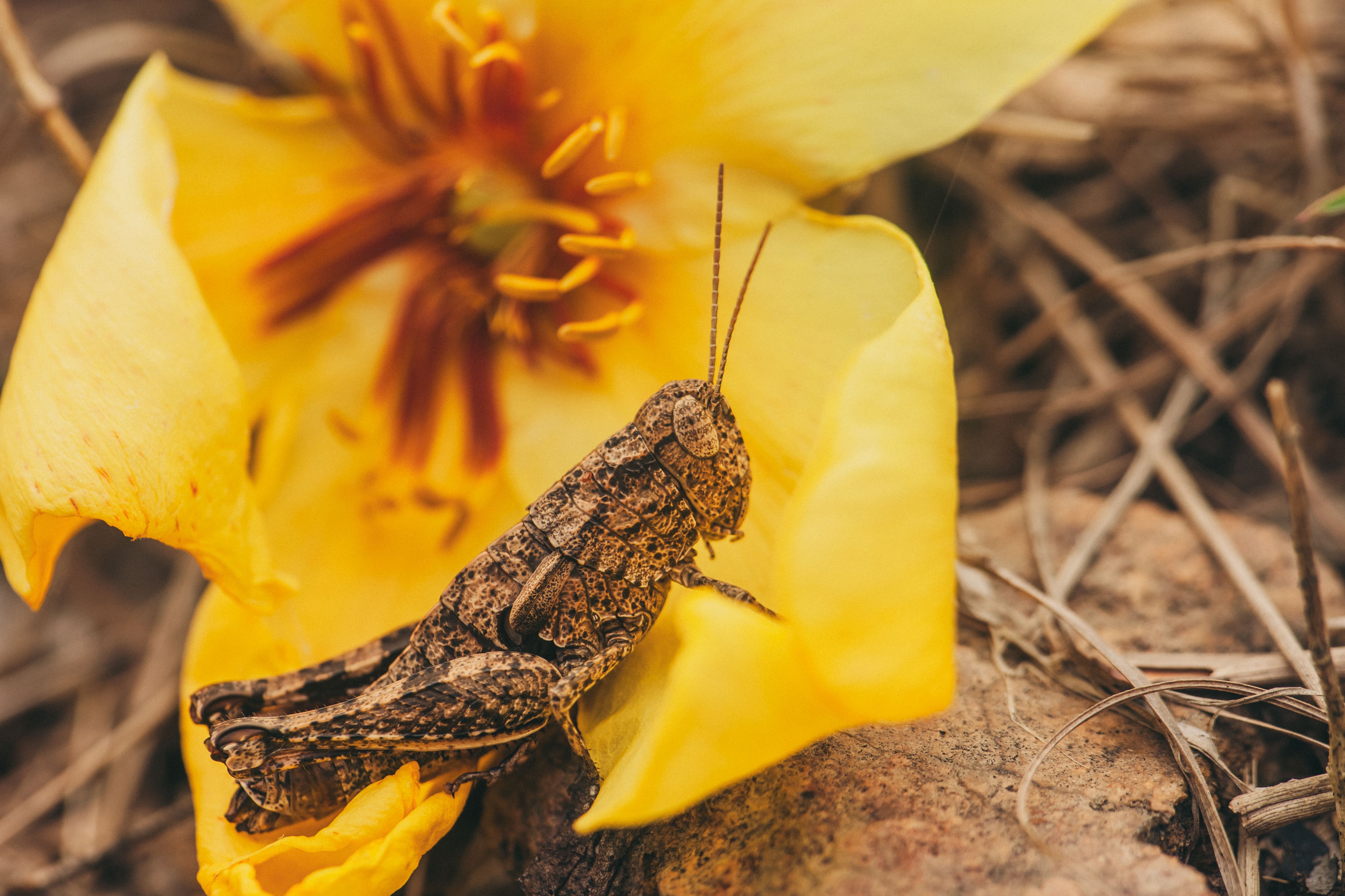 Grasshopper · Free Stock Photo