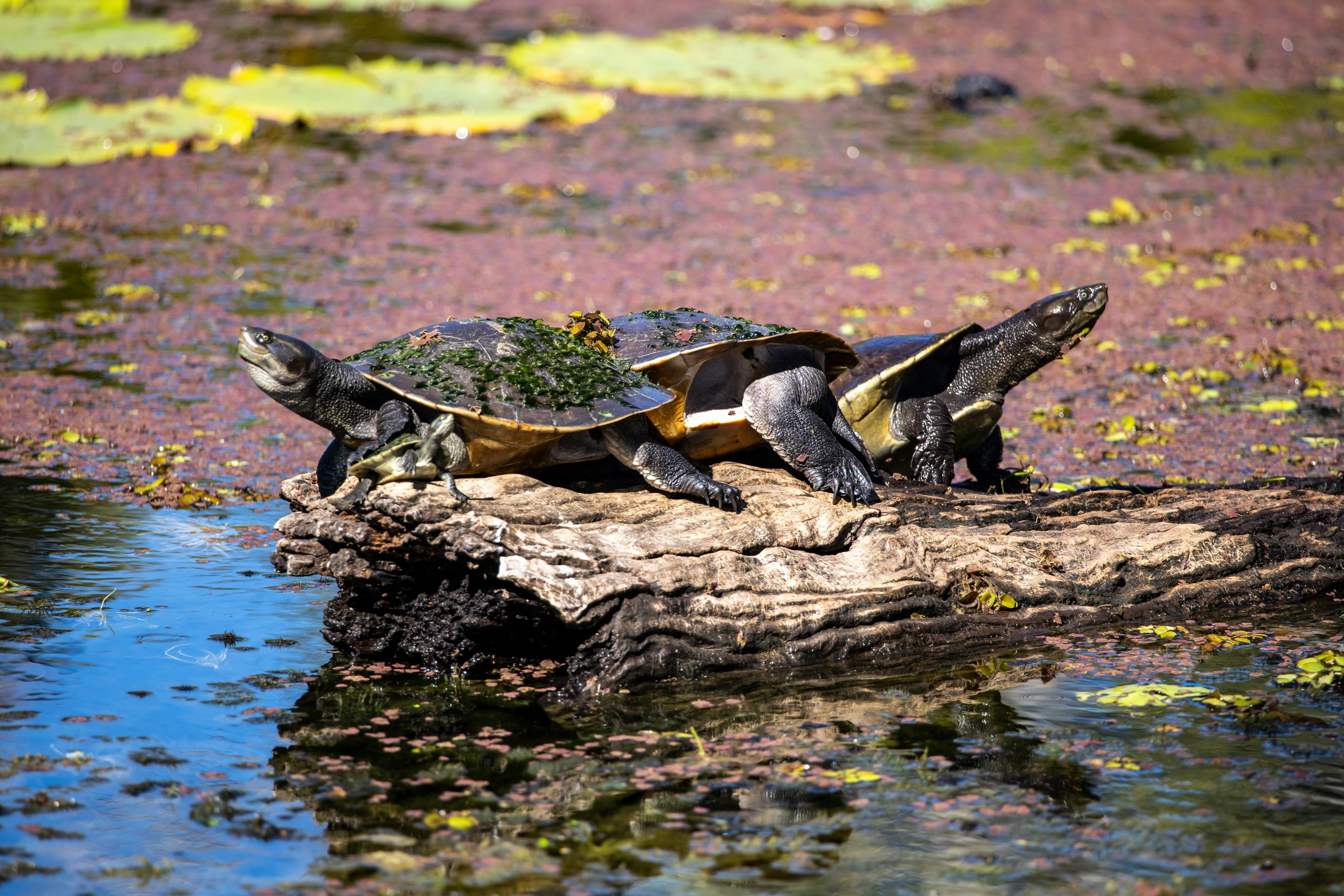 Turtles on Tree Trunk · Free Stock Photo