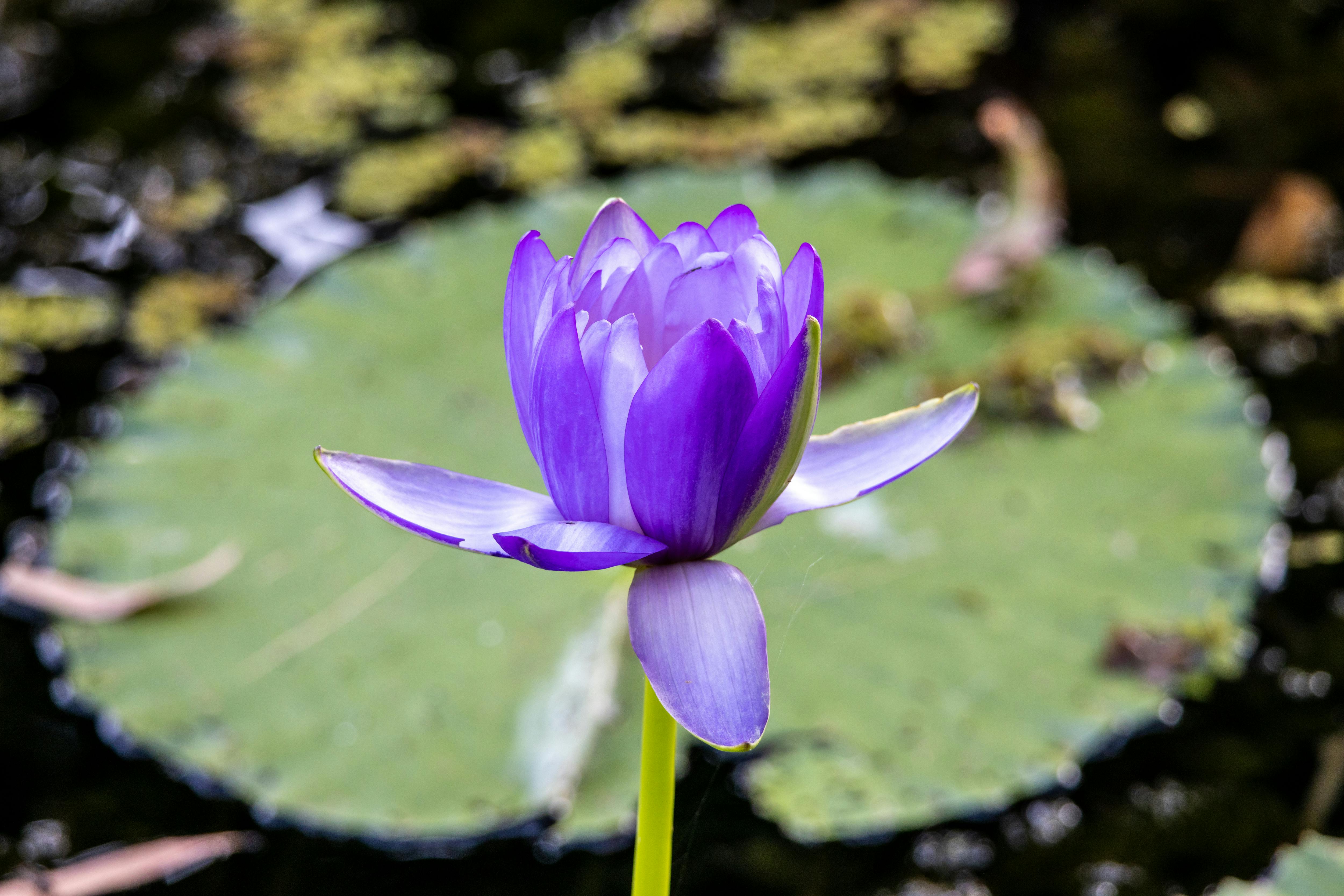 Purple Lotus Flower · Free Stock Photo