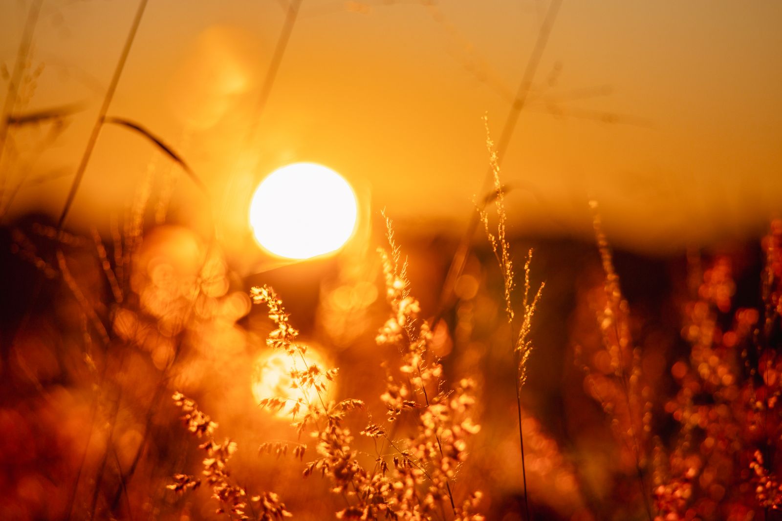 Summer Sun Photos, Download The BEST Free Summer Sun Stock Photos & HD ...