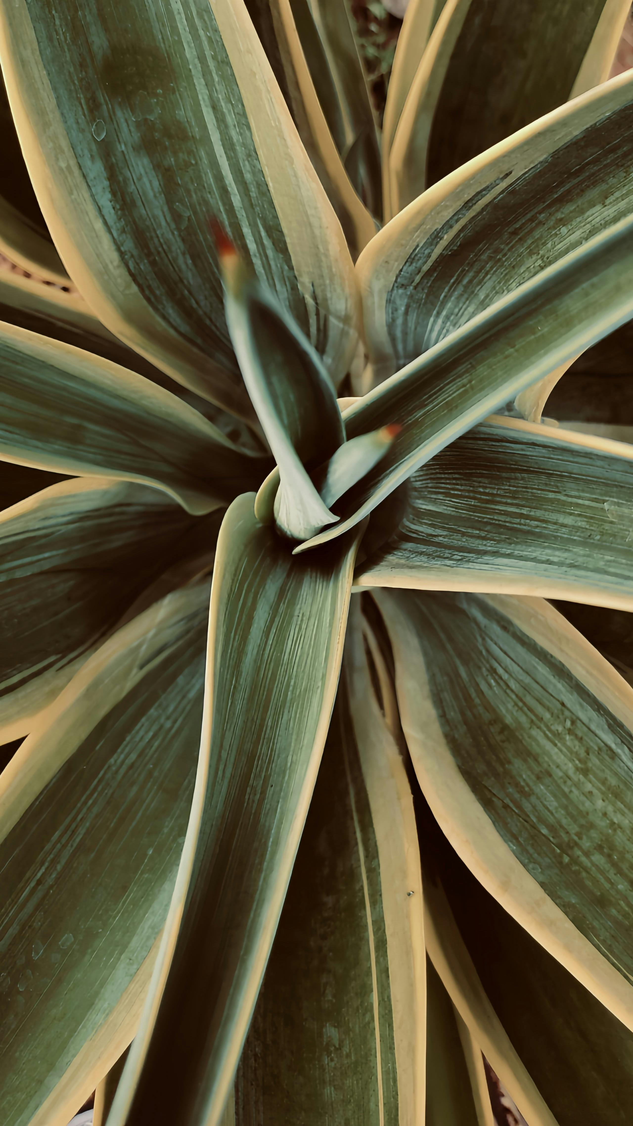 Foto de stock gratuita sobre abstracto, agave, al aire libre, áloe, arte, cactus, crecimiento ...