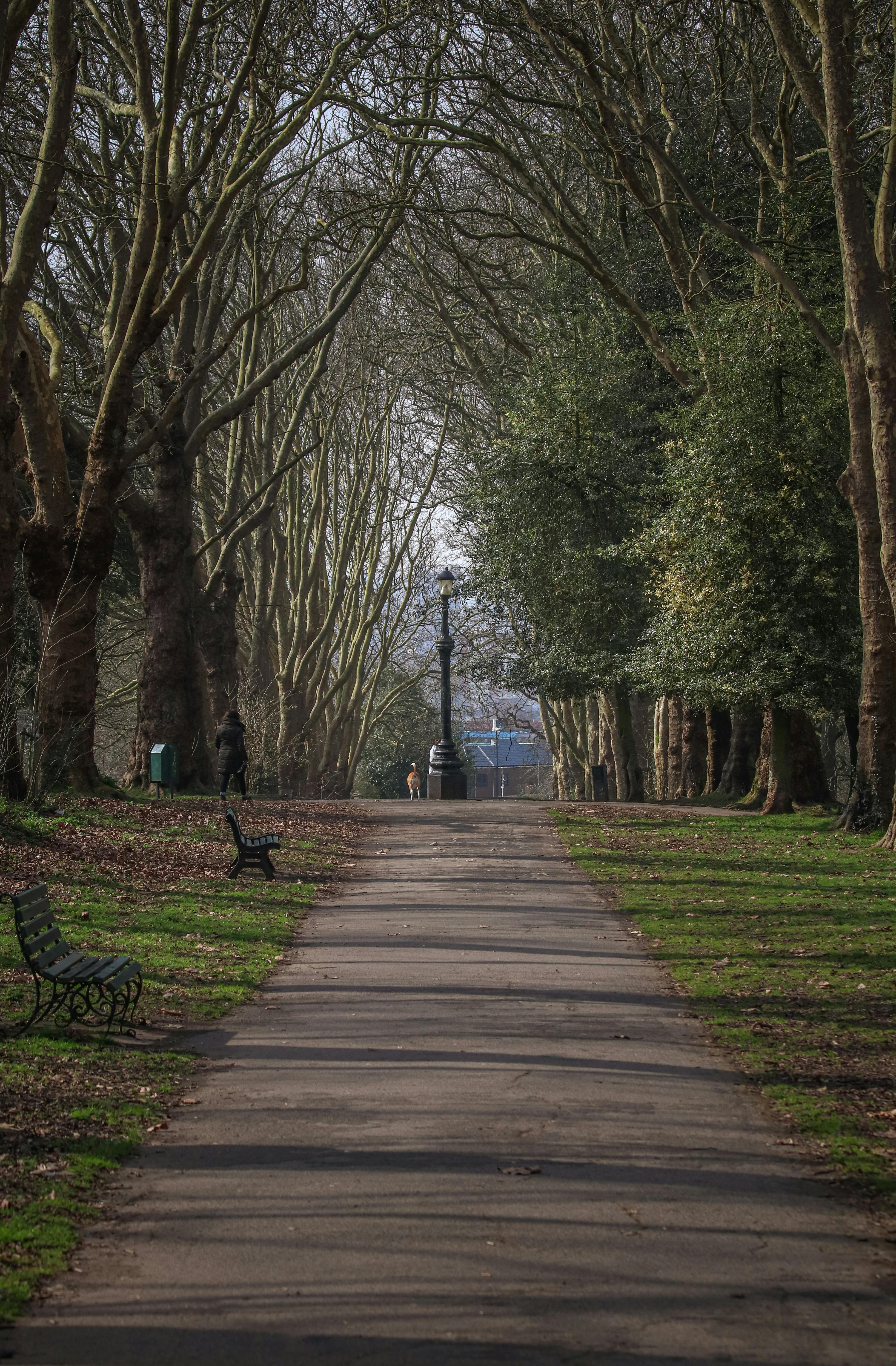 Footpath Between Trees in Park · Free Stock Photo
