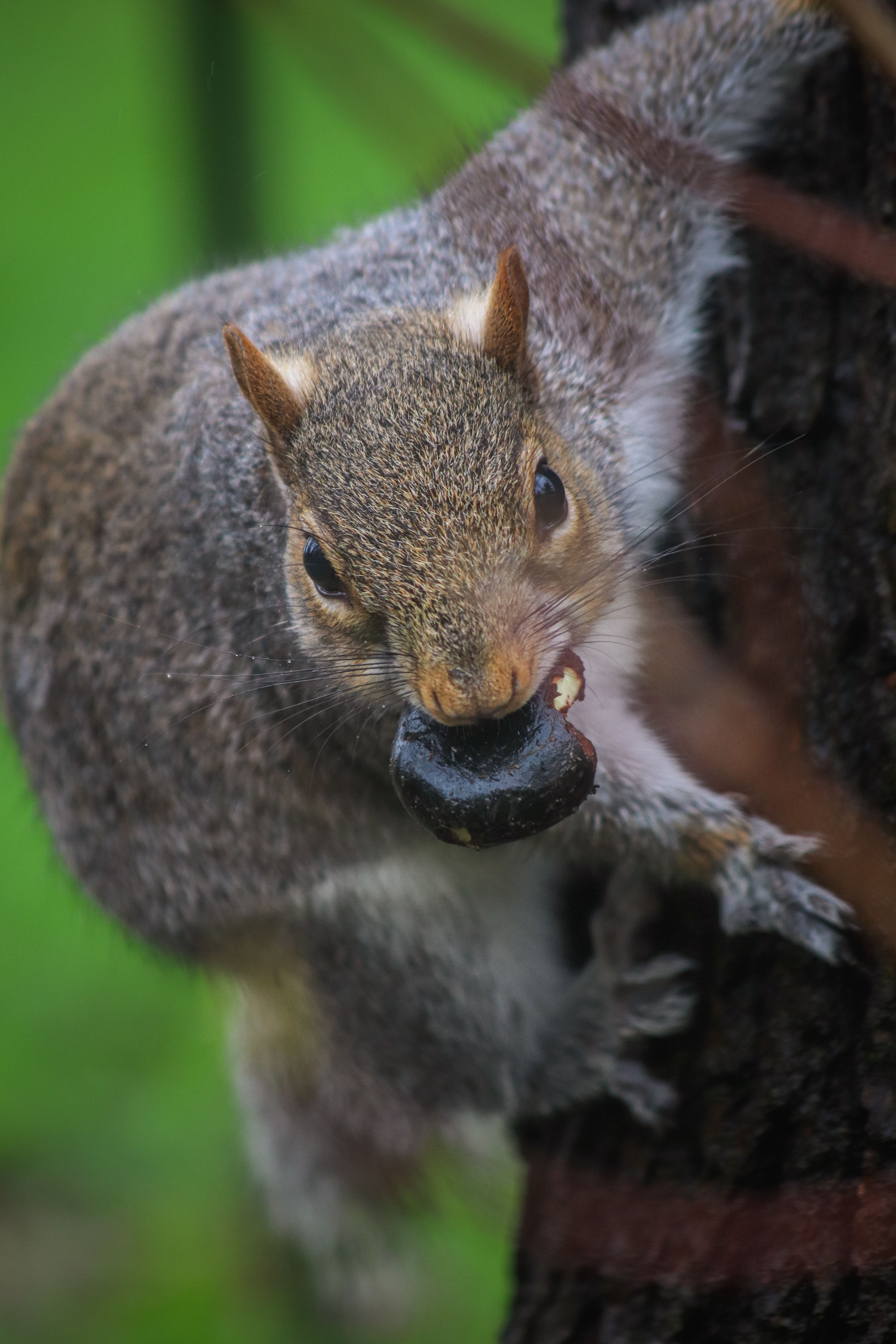 Squirrel with Nut in Mouth · Free Stock Photo