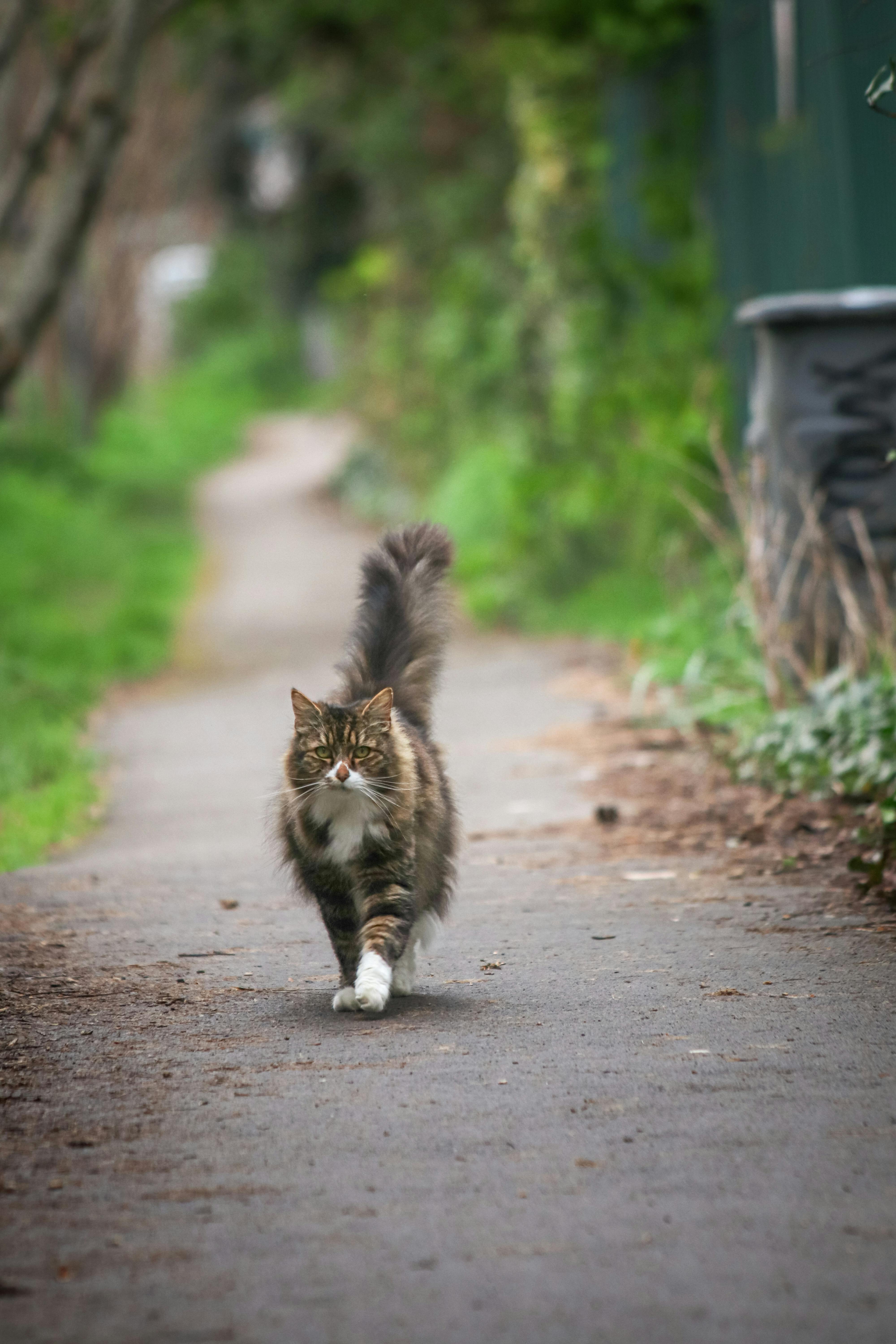 Cats In Alley Photos, Download The BEST Free Cats In Alley Stock Photos ...