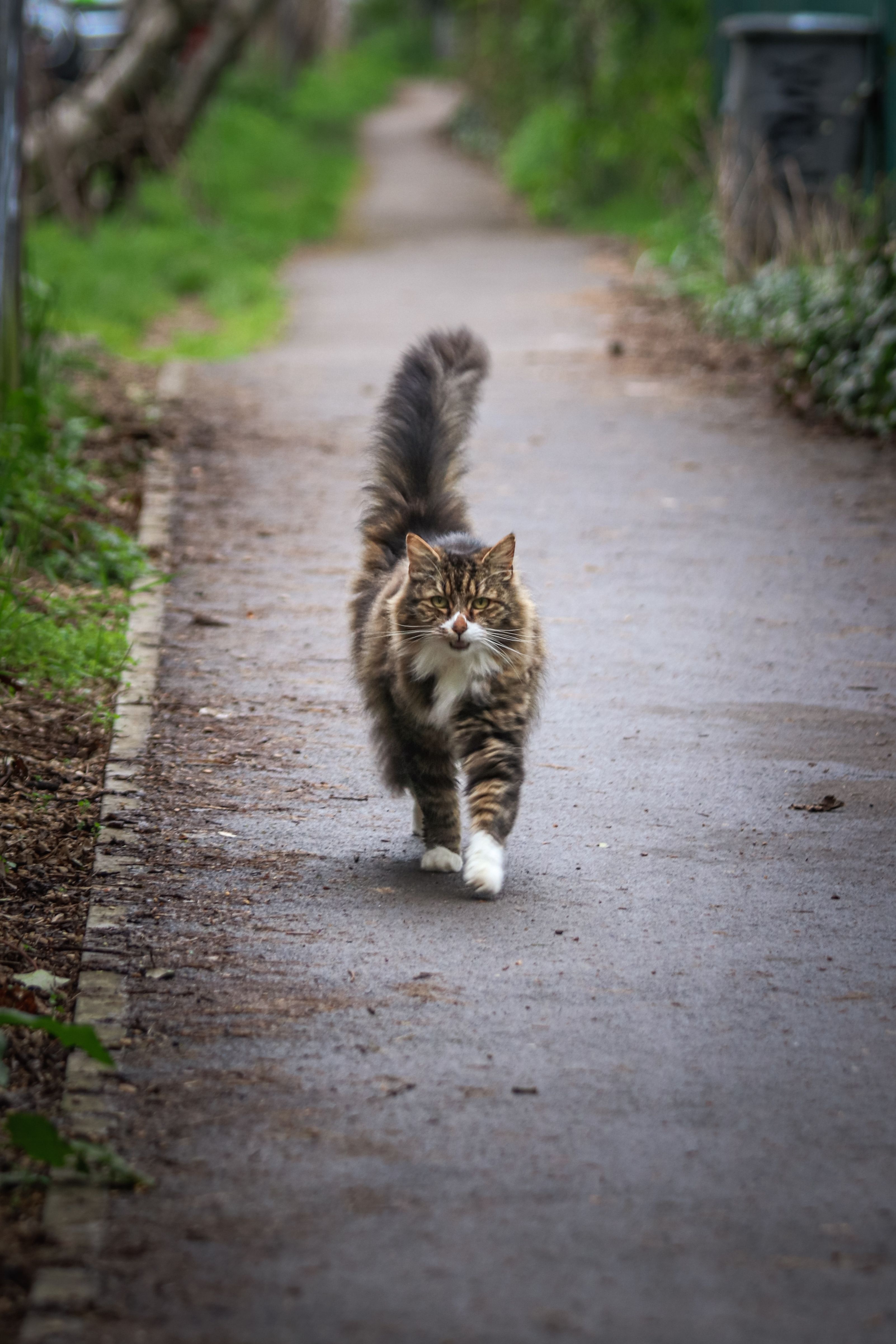 A cat walking down a road with a green path · Free Stock Photo