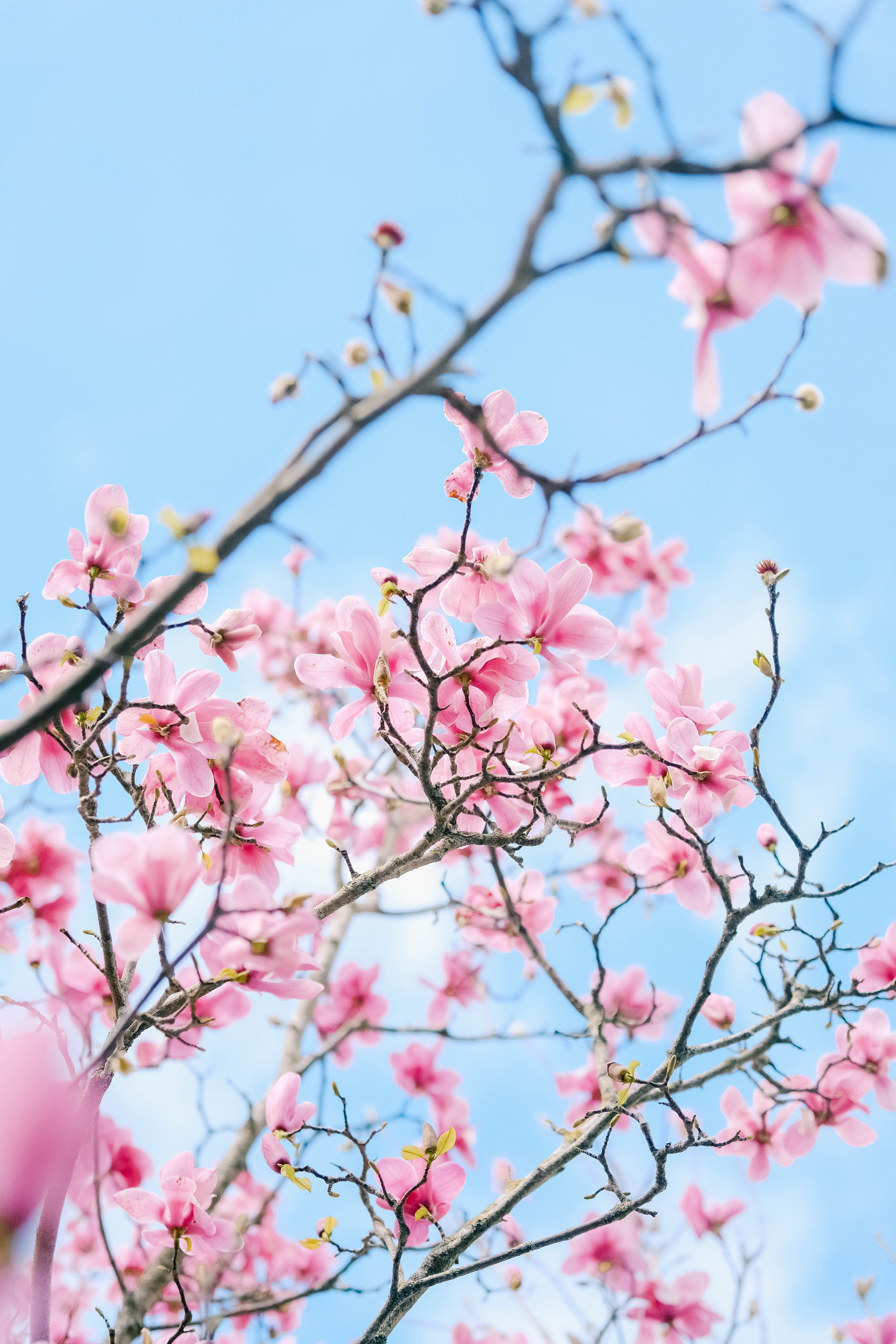 A Tree in Spring · Free Stock Photo