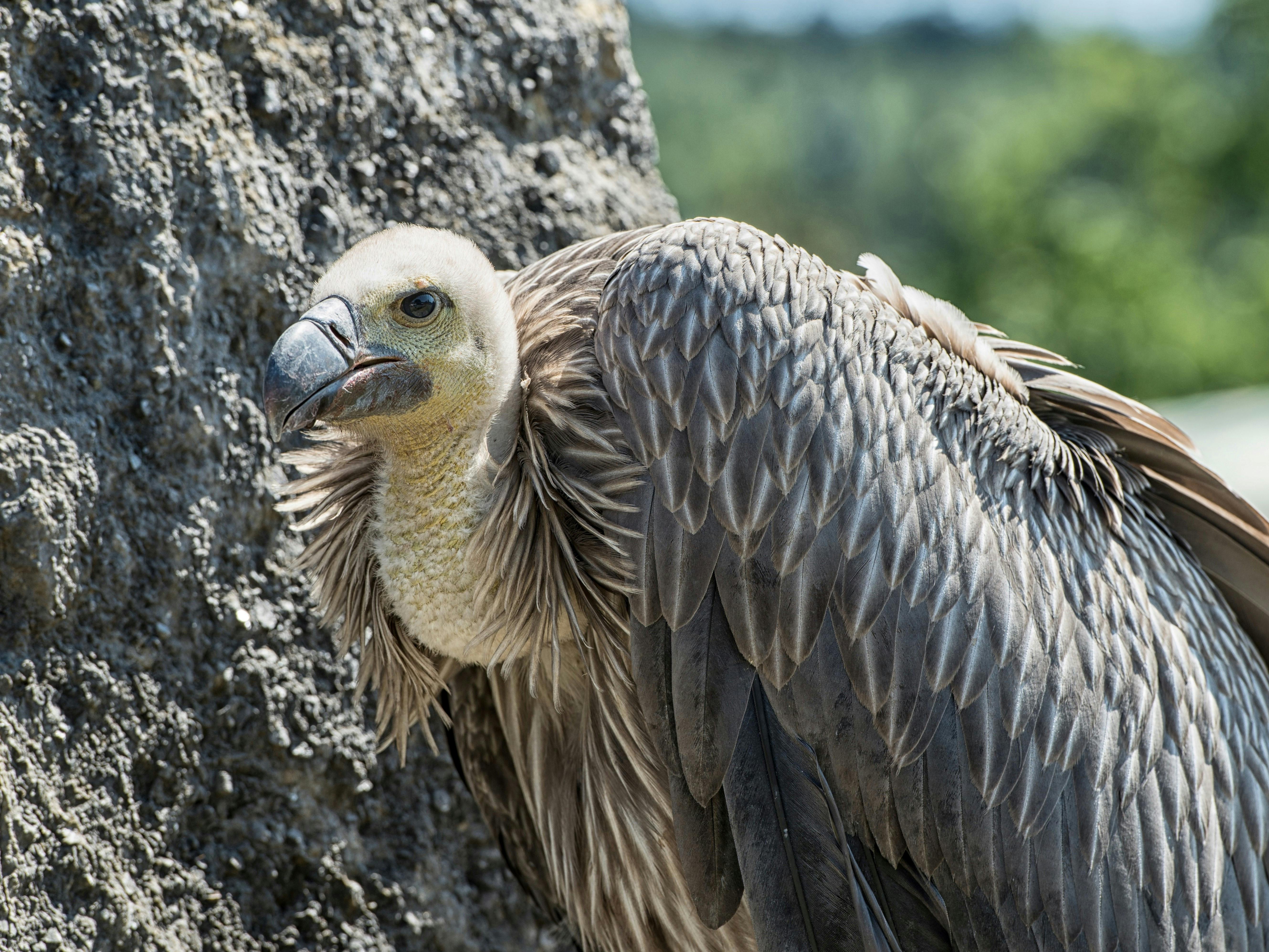 Geier · Free Stock Photo