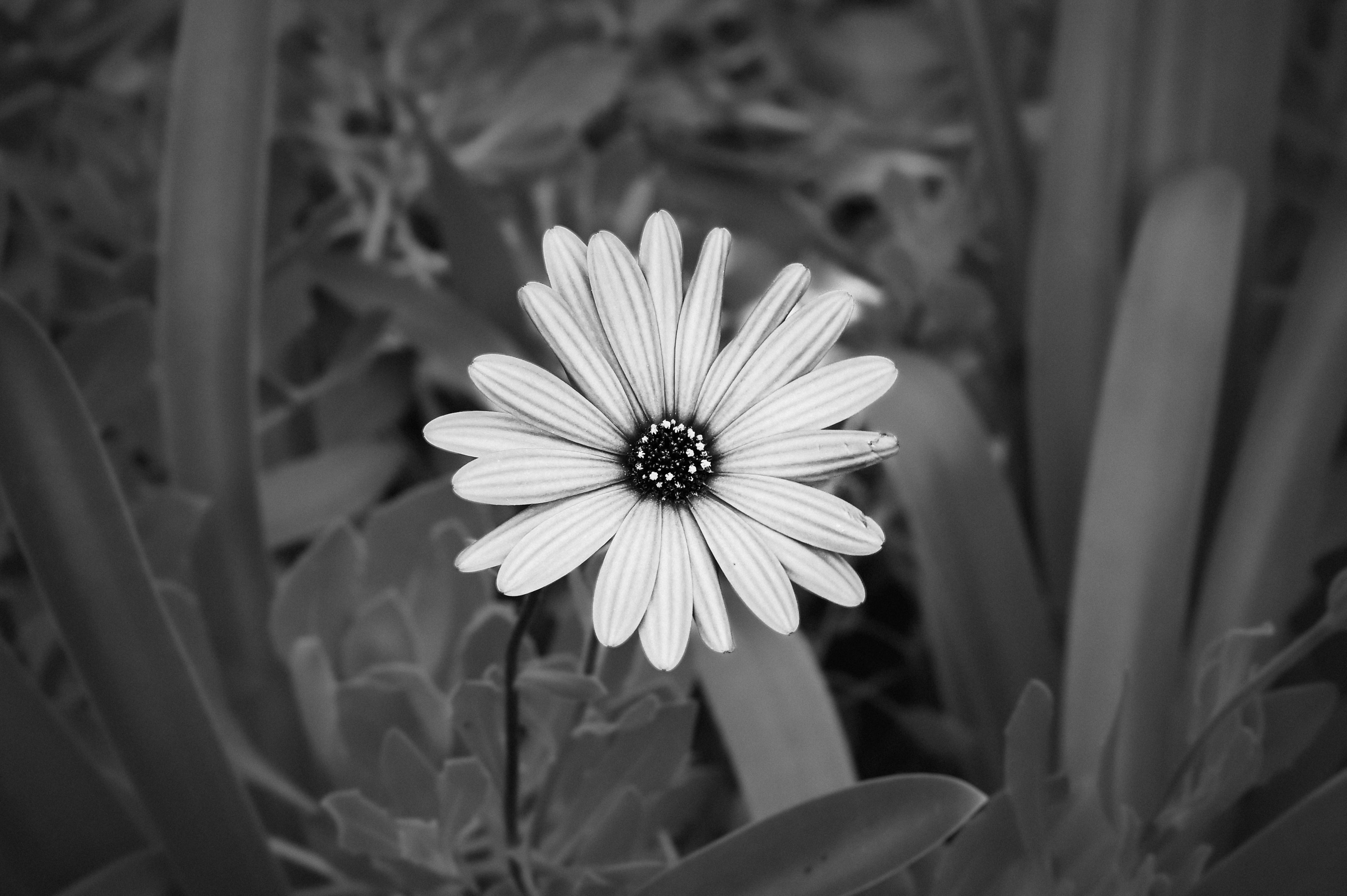 Close-up of an African Daisy Flower · Free Stock Photo