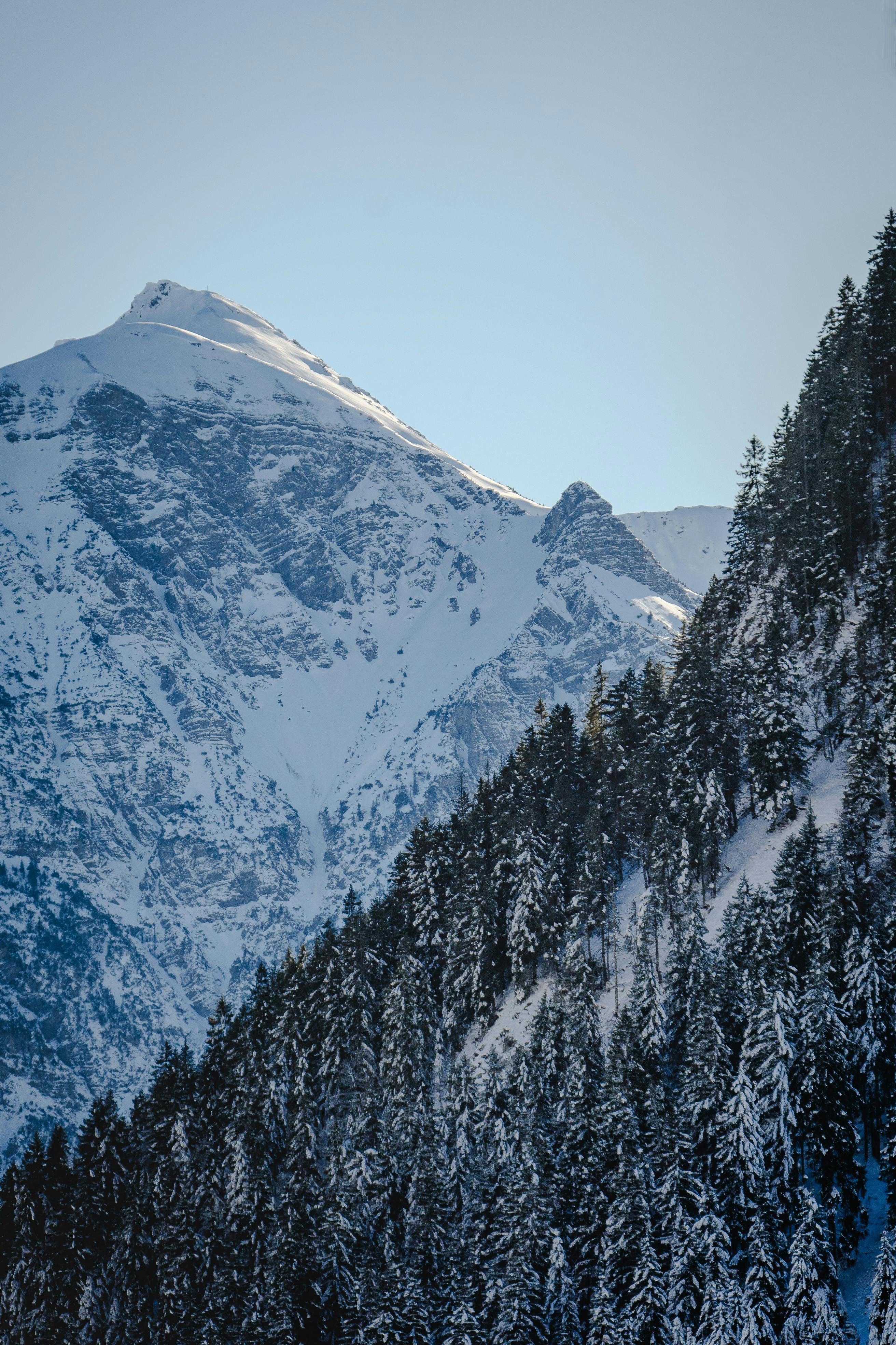 Evergreen Niche Photos, Download The BEST Free Evergreen Niche Stock ...