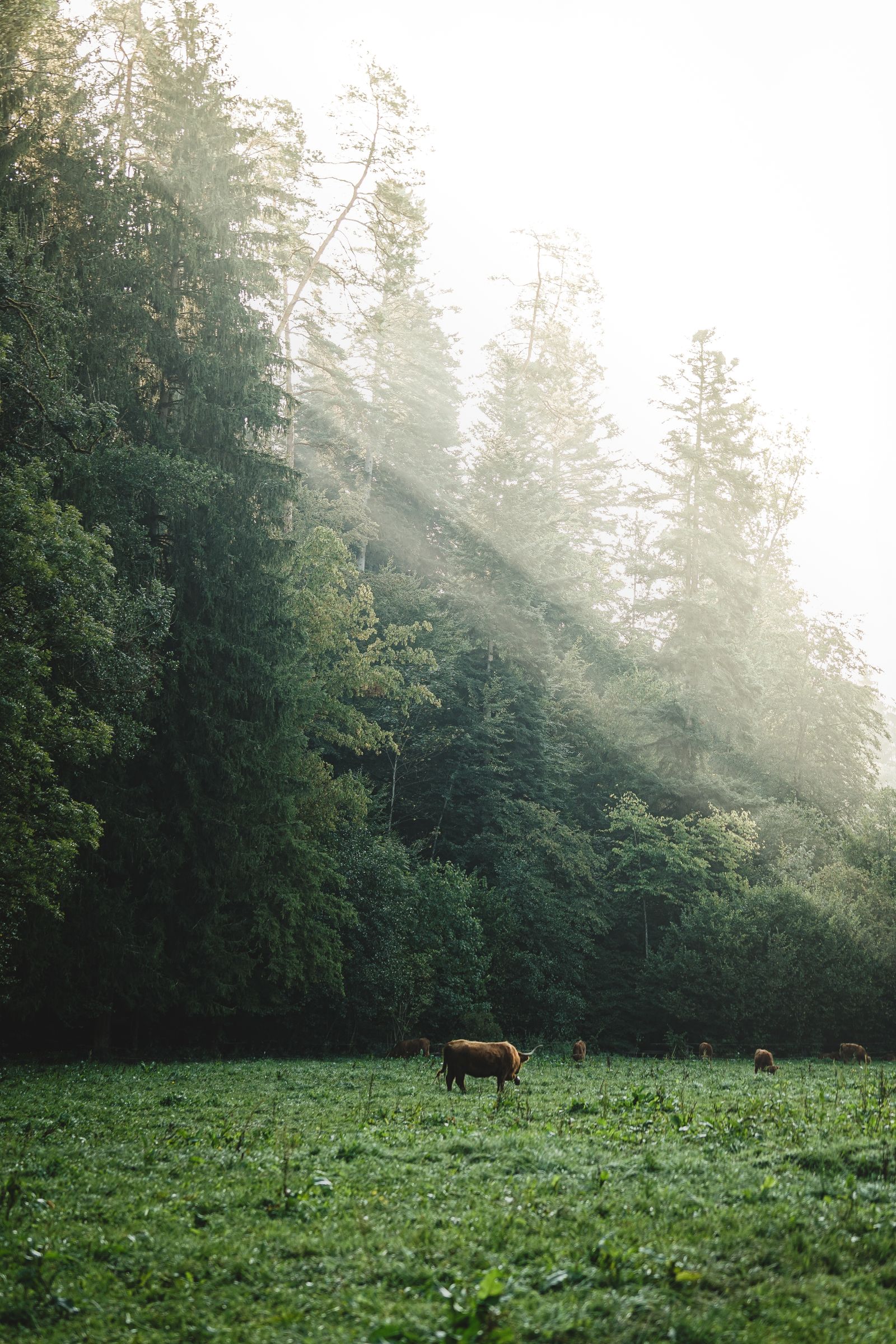 Forest Animals Photos, Download The BEST Free Forest Animals Stock ...