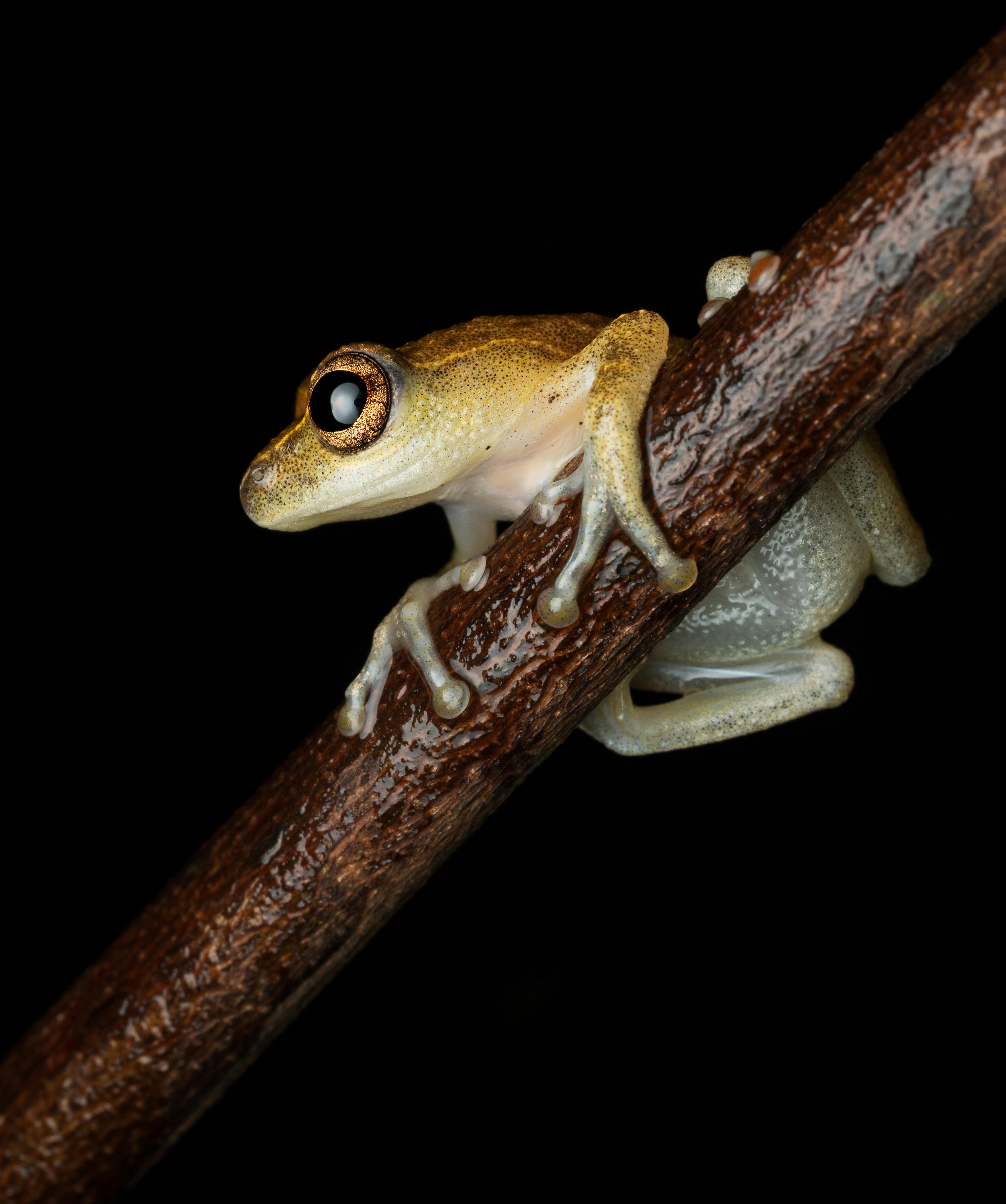 Základová fotografie na téma africká fauna, afrika, anura, biodiverzity ...
