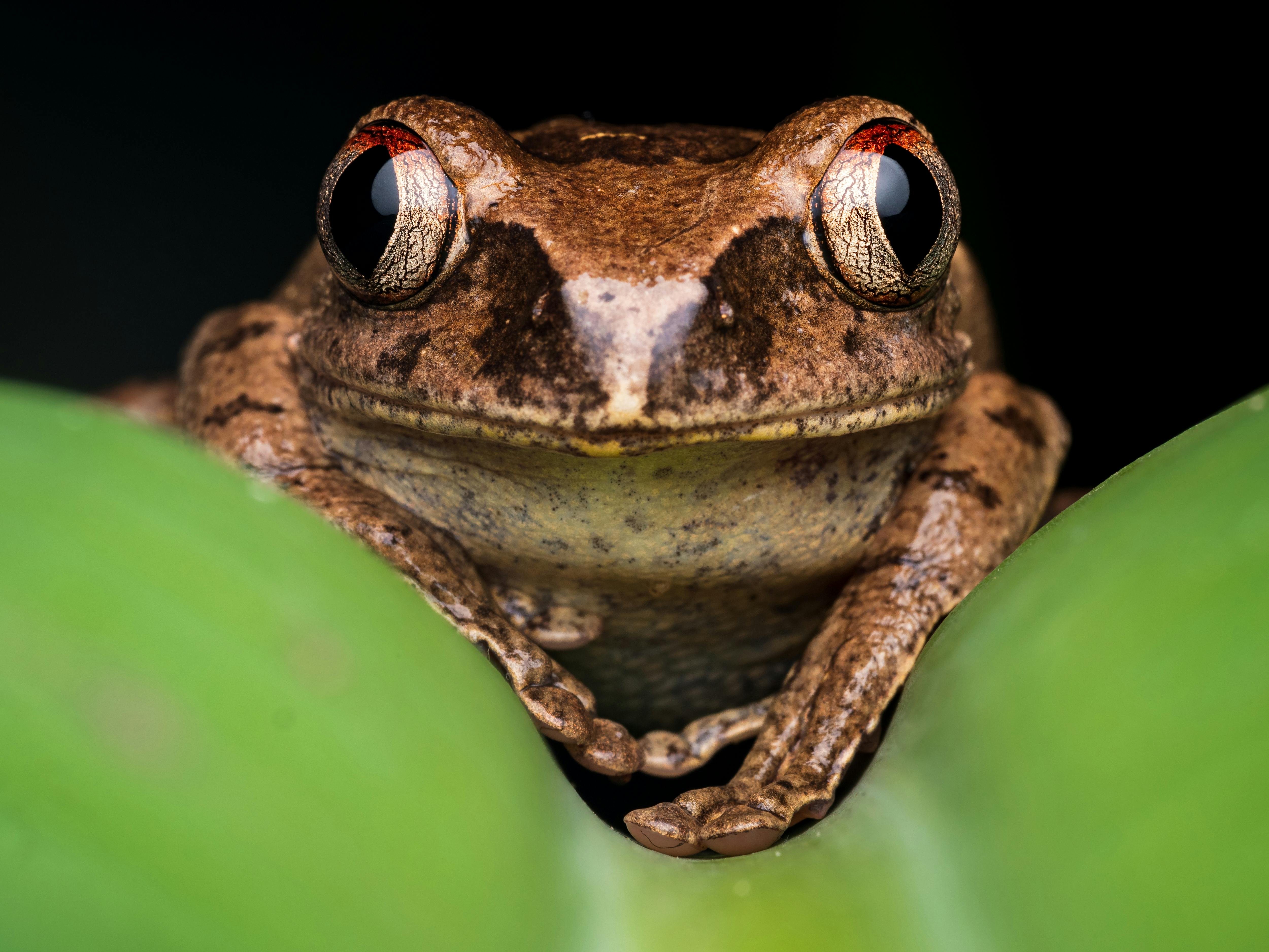 Selective Focus of Frog · Free Stock Photo