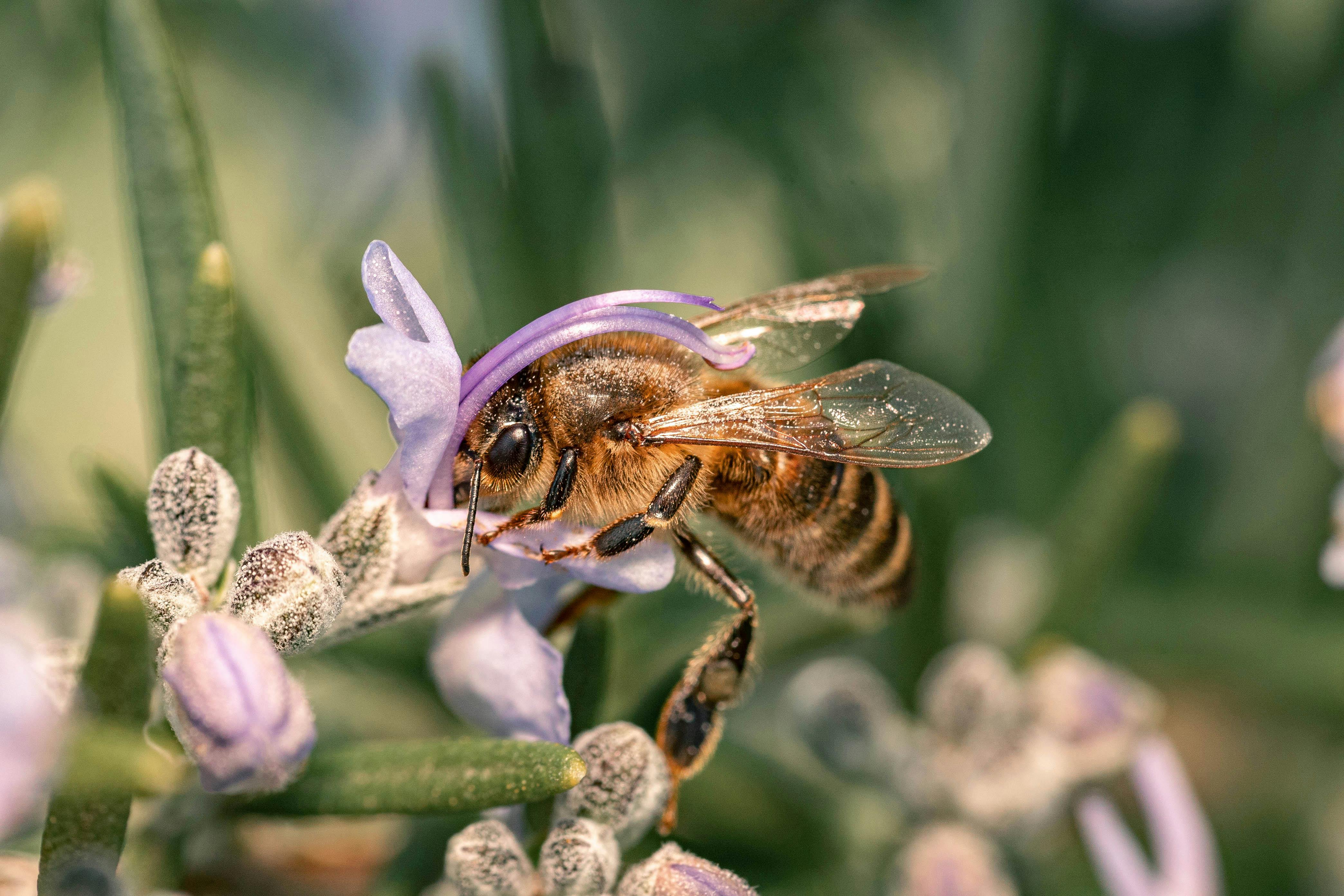 Priester Bee Photos, Download The BEST Free Priester Bee Stock Photos ...