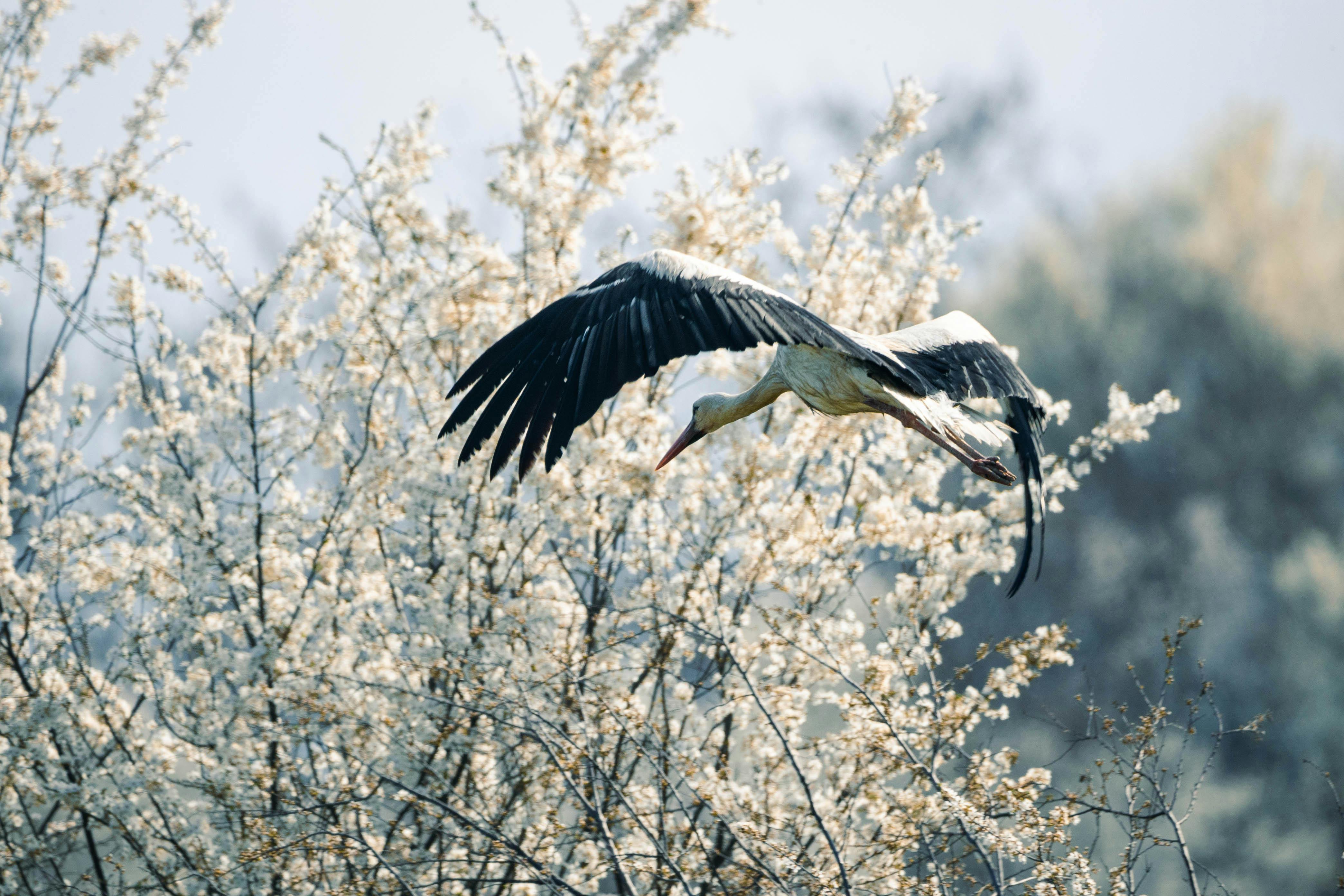 A white stork flying over a tree with flowers · Free Stock Photo