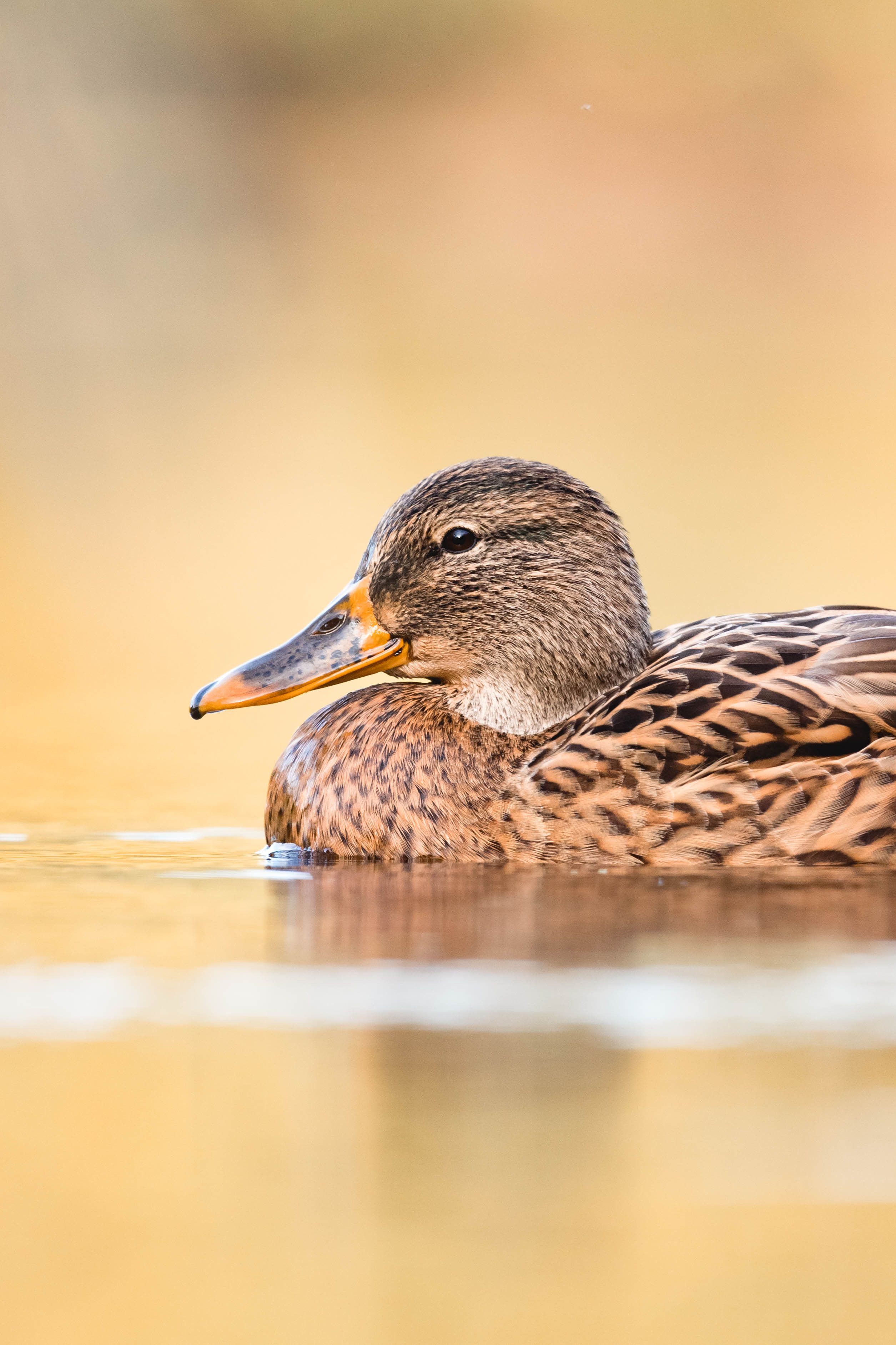 Duck Swimming on Water · Free Stock Photo