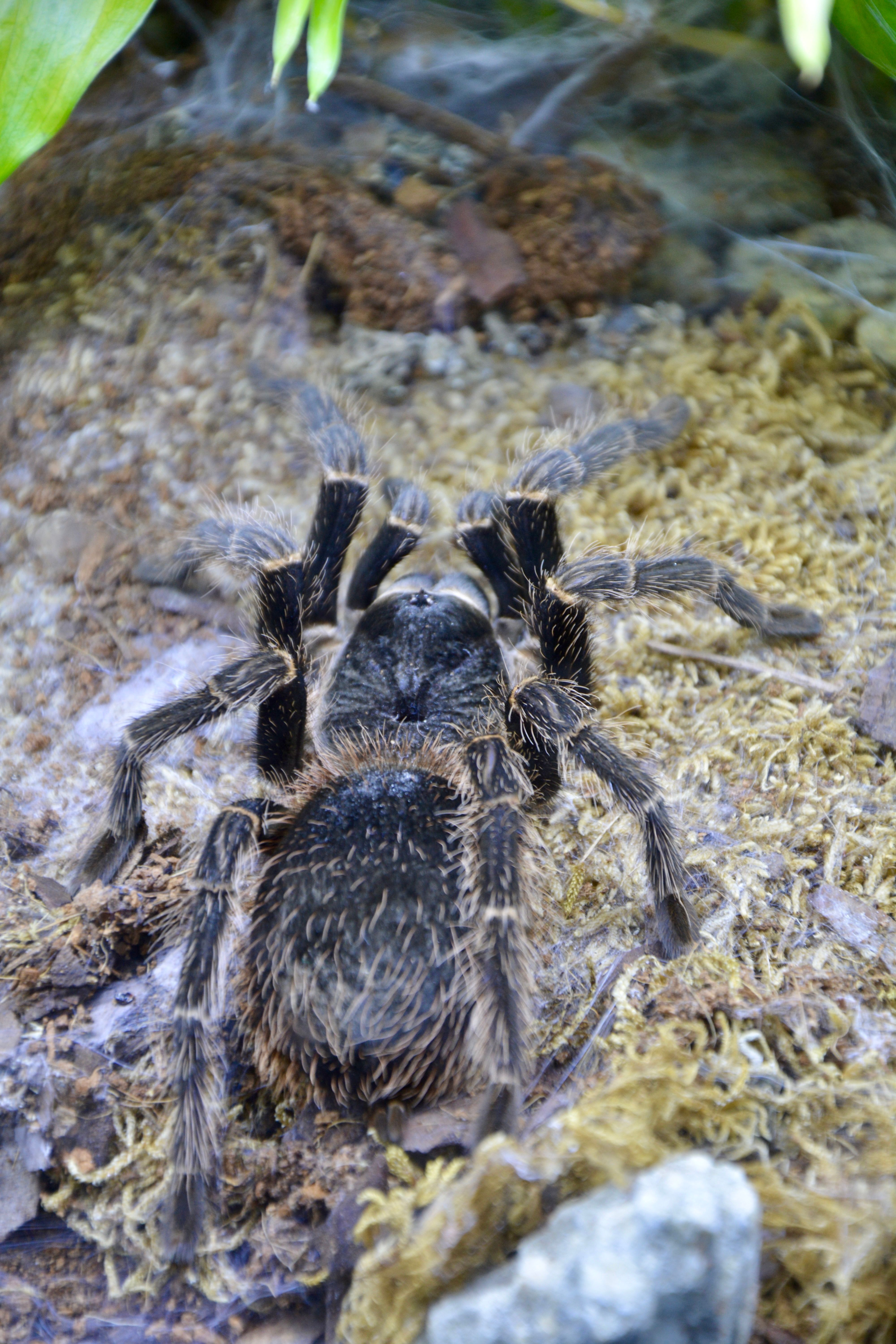 Tarantula on Ground · Free Stock Photo