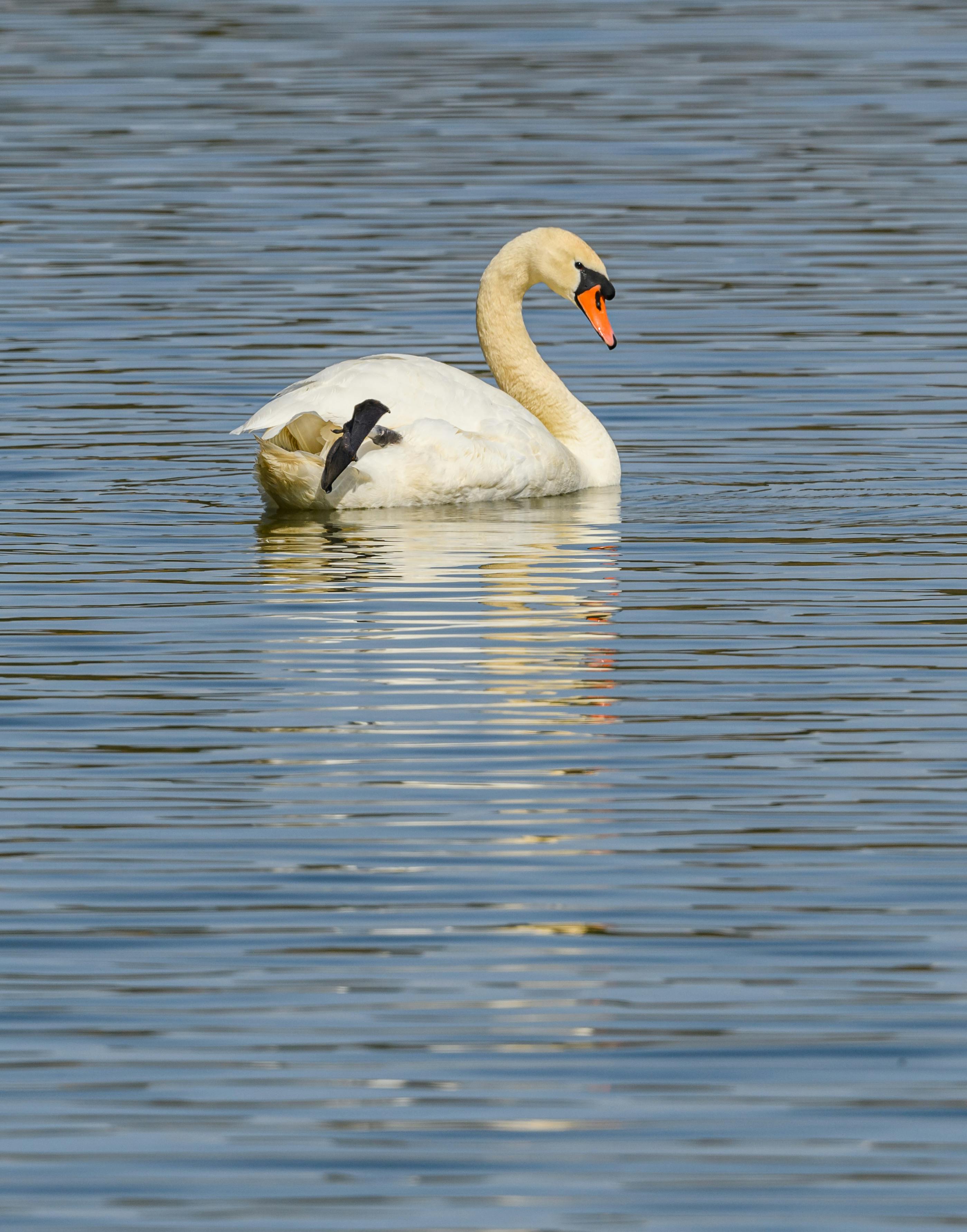 Cisne Nadando En Un Río Con Su Pata Por Encima Del Agua · Foto de stock ...