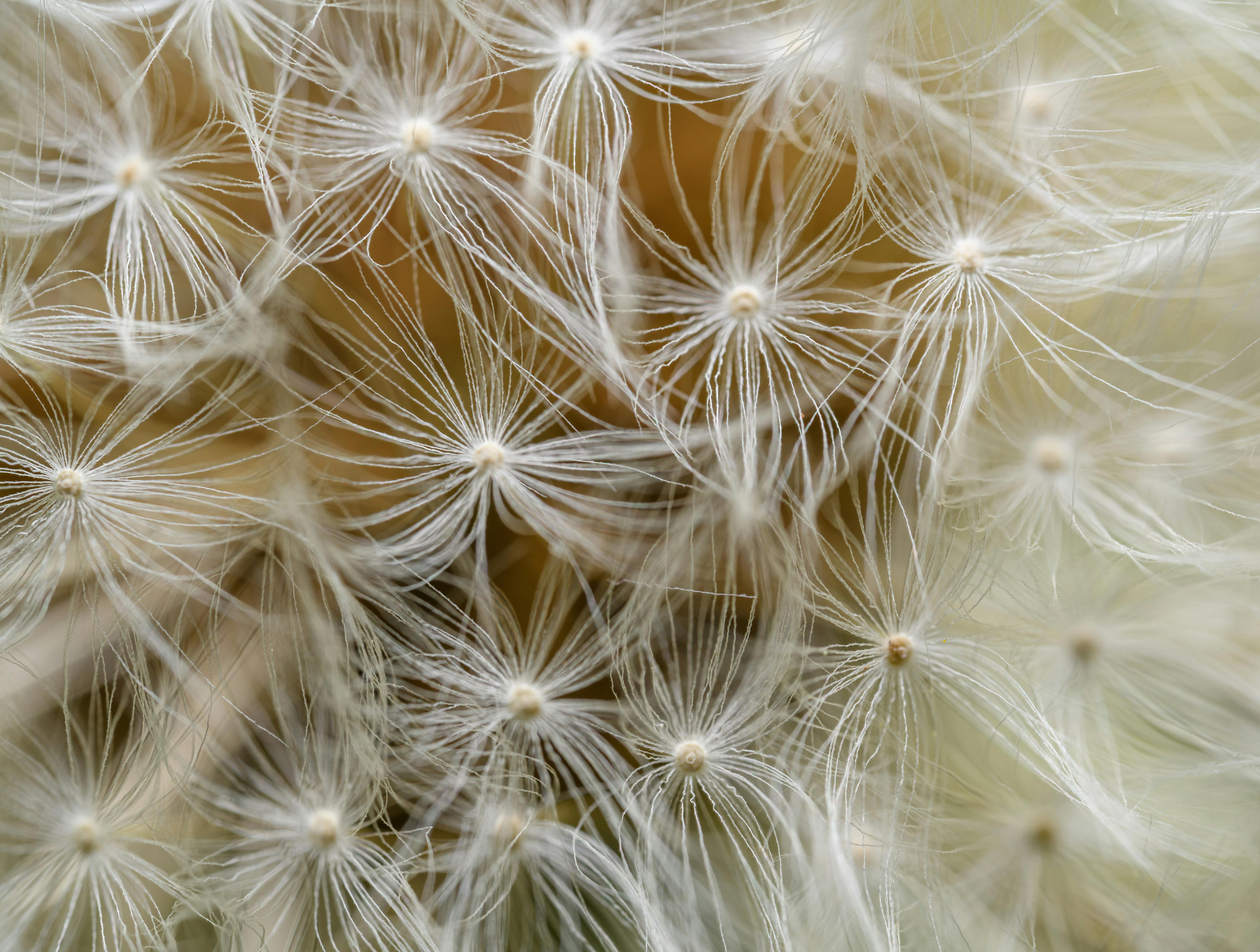 Close-up of Fluffy Dandelion Seeds · Free Stock Photo